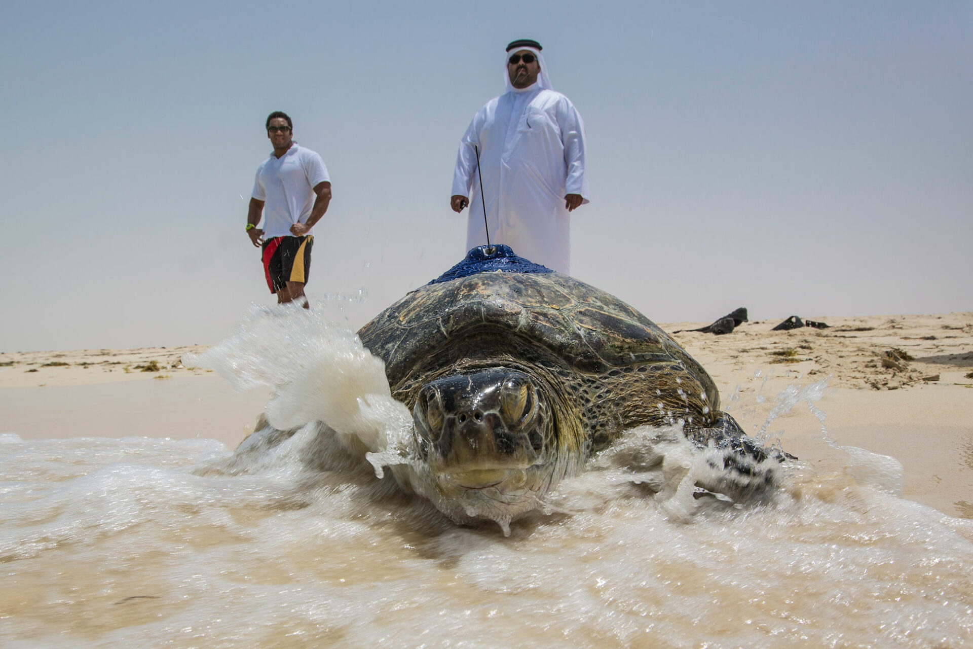 The Turtle Sheikh Saving One Of The World’s Oldest Species