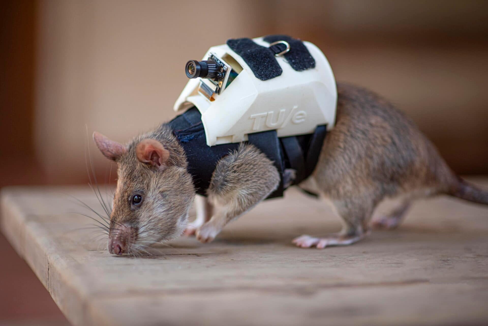 The Rat Pack: Turning Rodents Into First Responders - The Ethicalist
