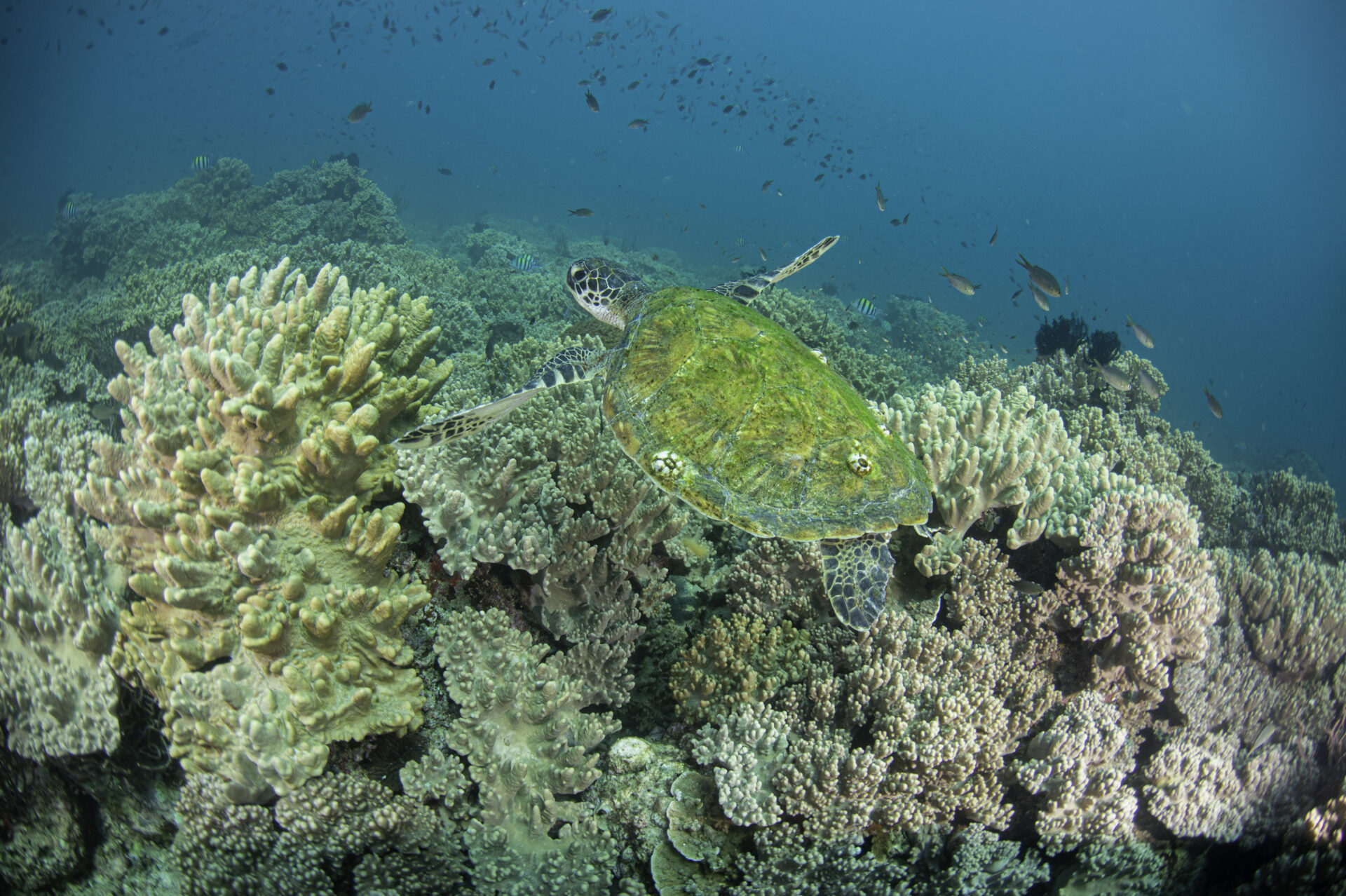 The Turtle Sheikh Saving One Of The World’s Oldest Species