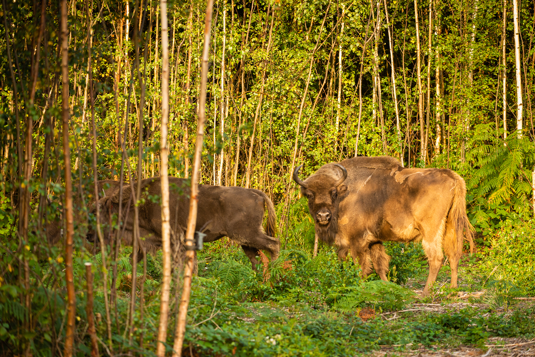 Wild Bison Return To England For The First Time In Six Thousand Years