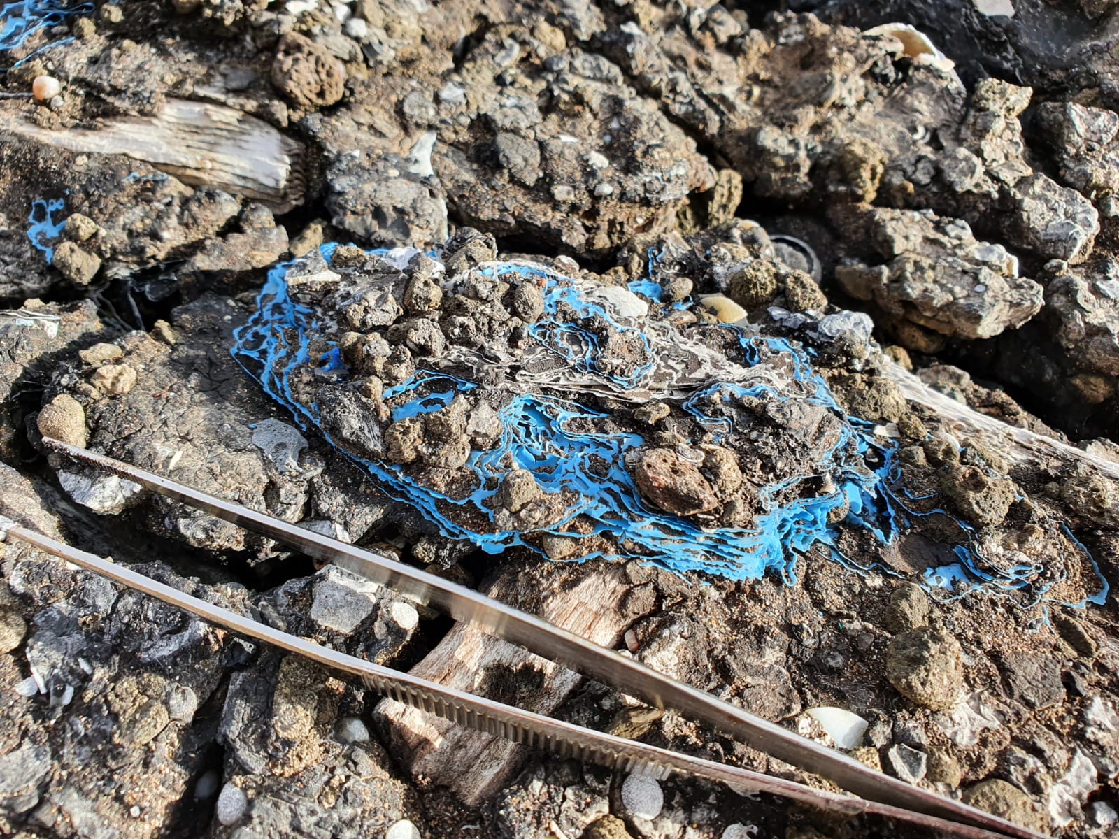 Will Our Oceans Be Fishless By 2048 Because Of Overfishing?