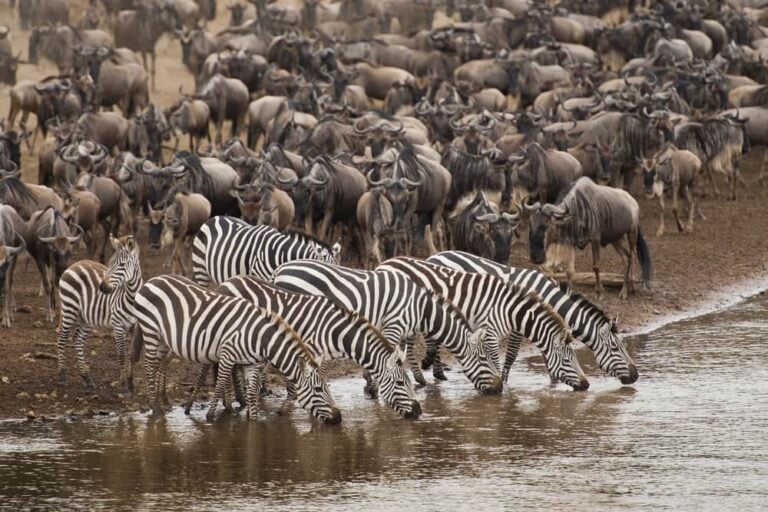 The Great Migration: How To See The Greatest Show On Earth