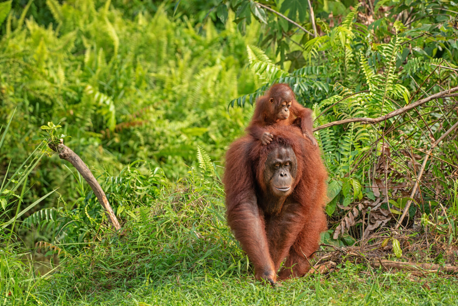The Killing Forests: How Palm Oil Is Threatening To Make Orangutans ...
