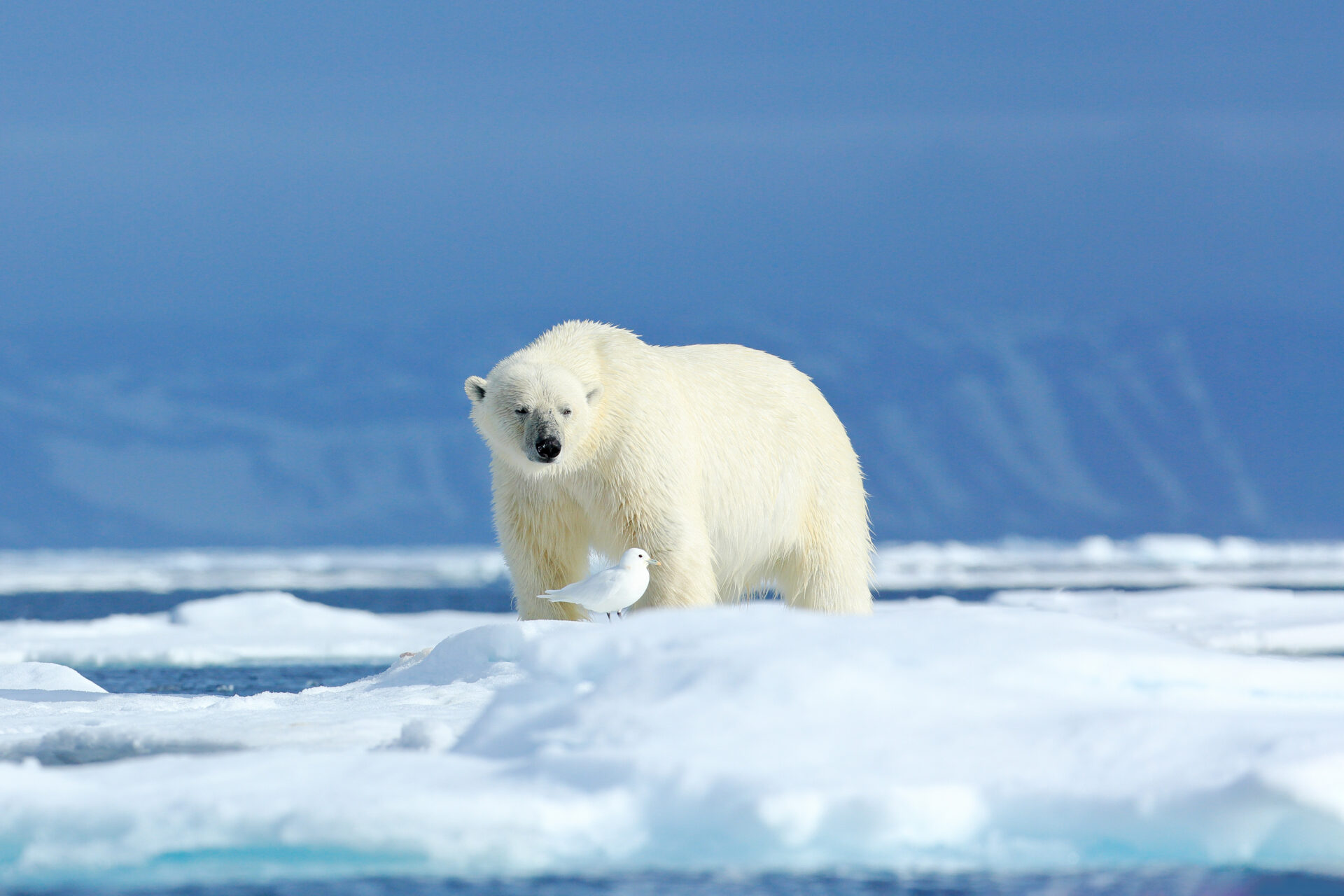Arctic Heating Up Almost Four Times Faster Than Rest Of Planet