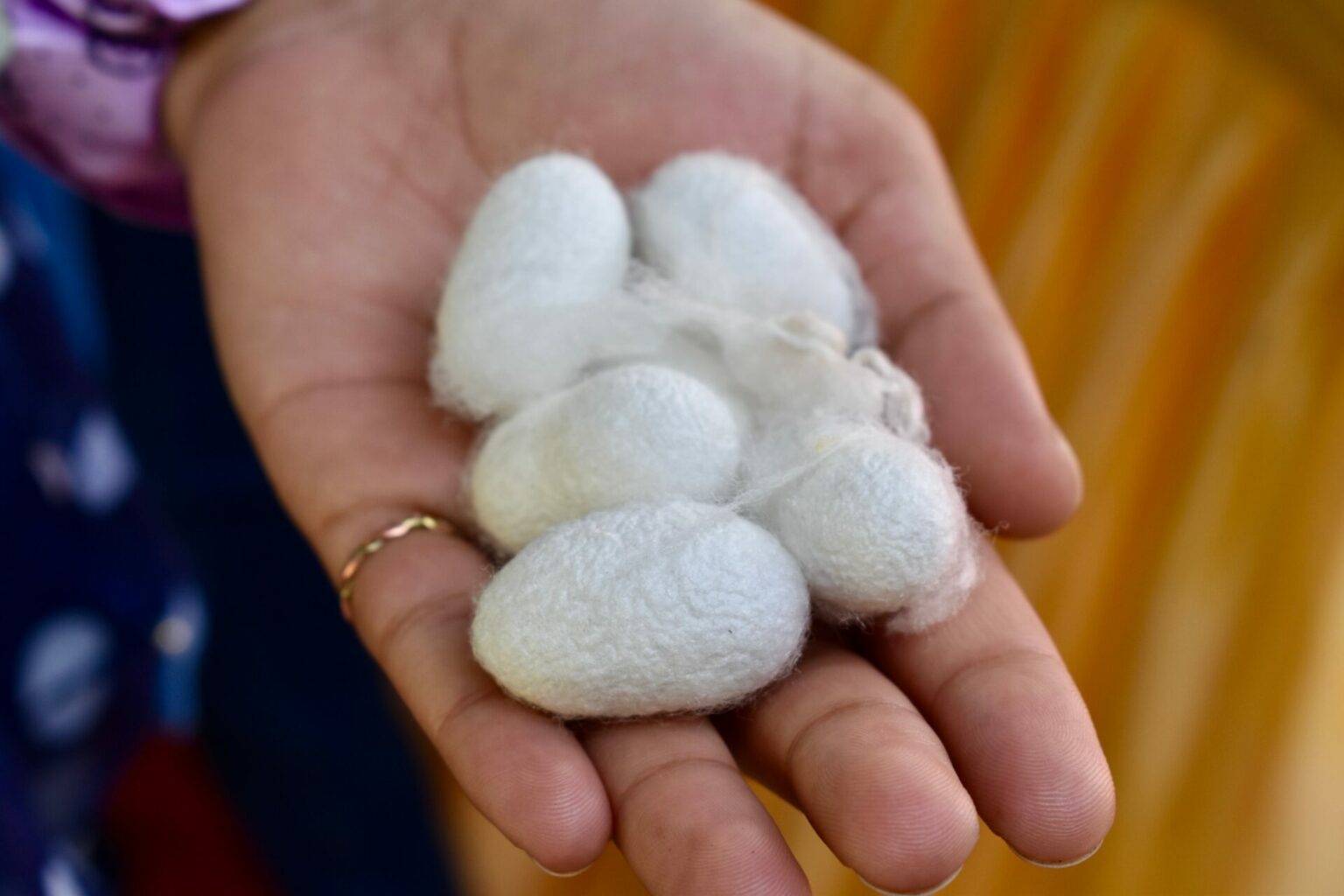 Silk: The Not So Shiny Truth About The Prized Fabric - The Ethicalist