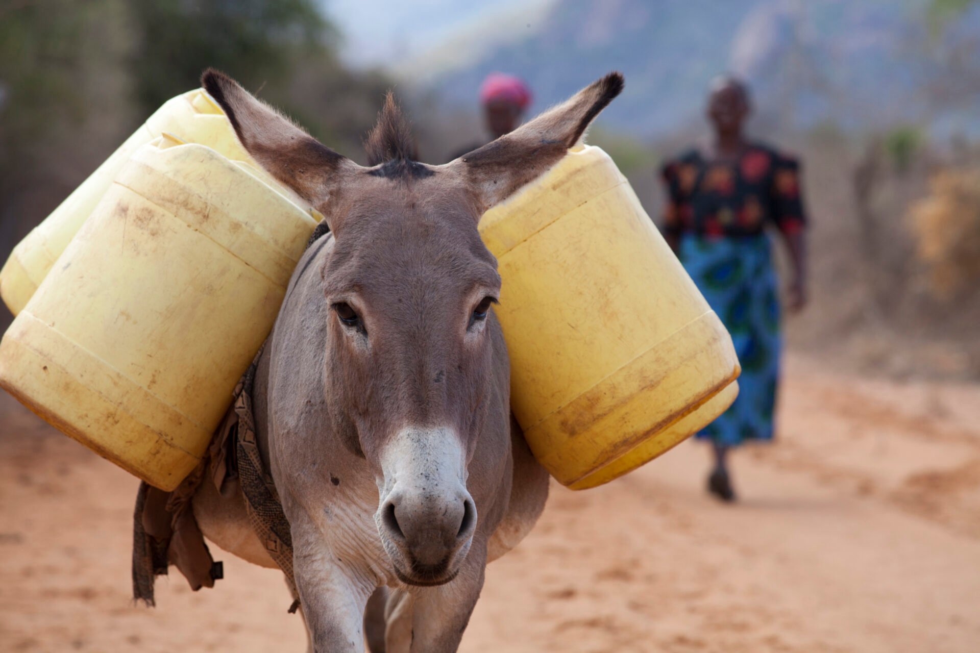 The Donkey Skin Scandal: Why Are Millions Being Killed?