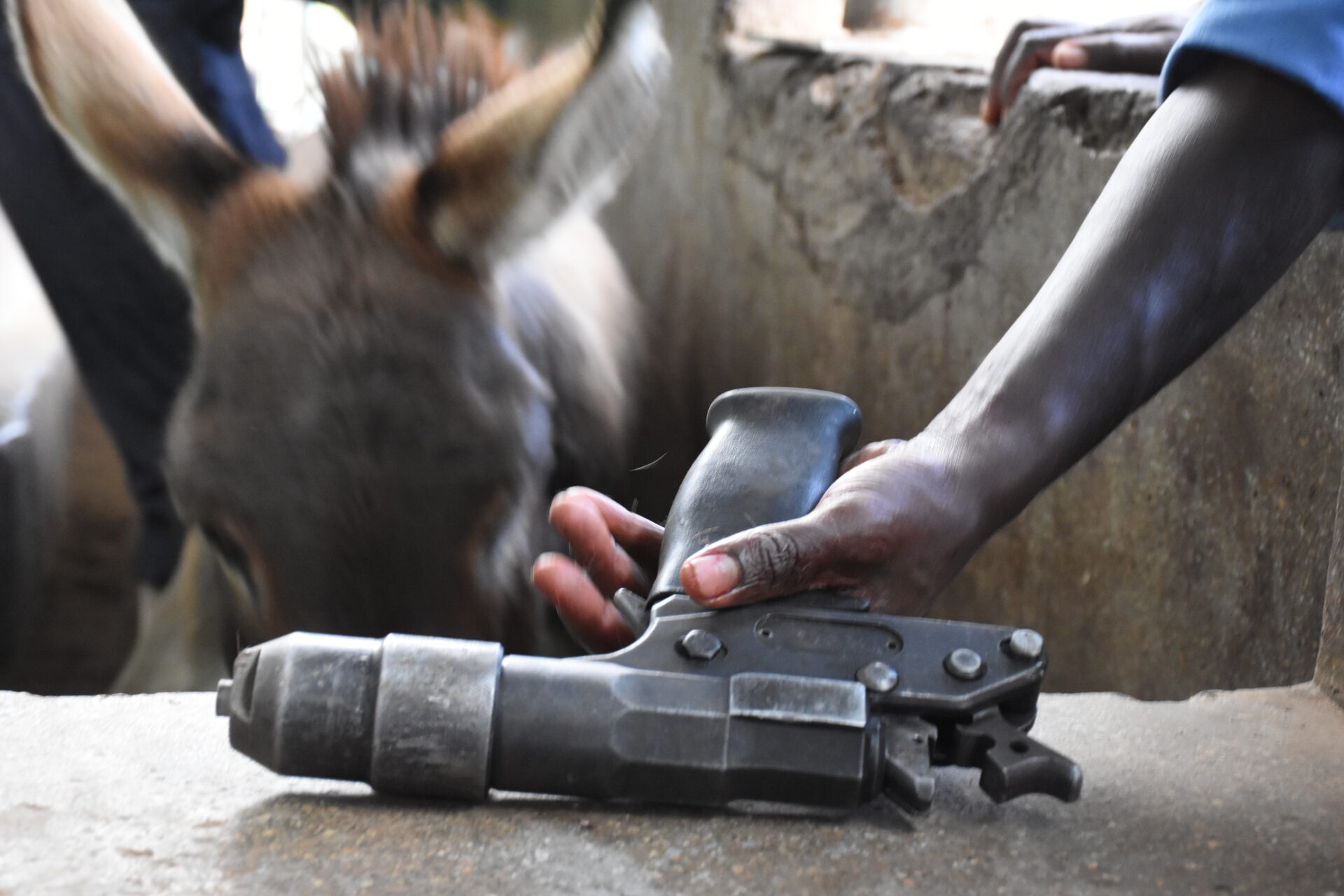The Donkey Skin Scandal: Why Are Millions Being Killed?
