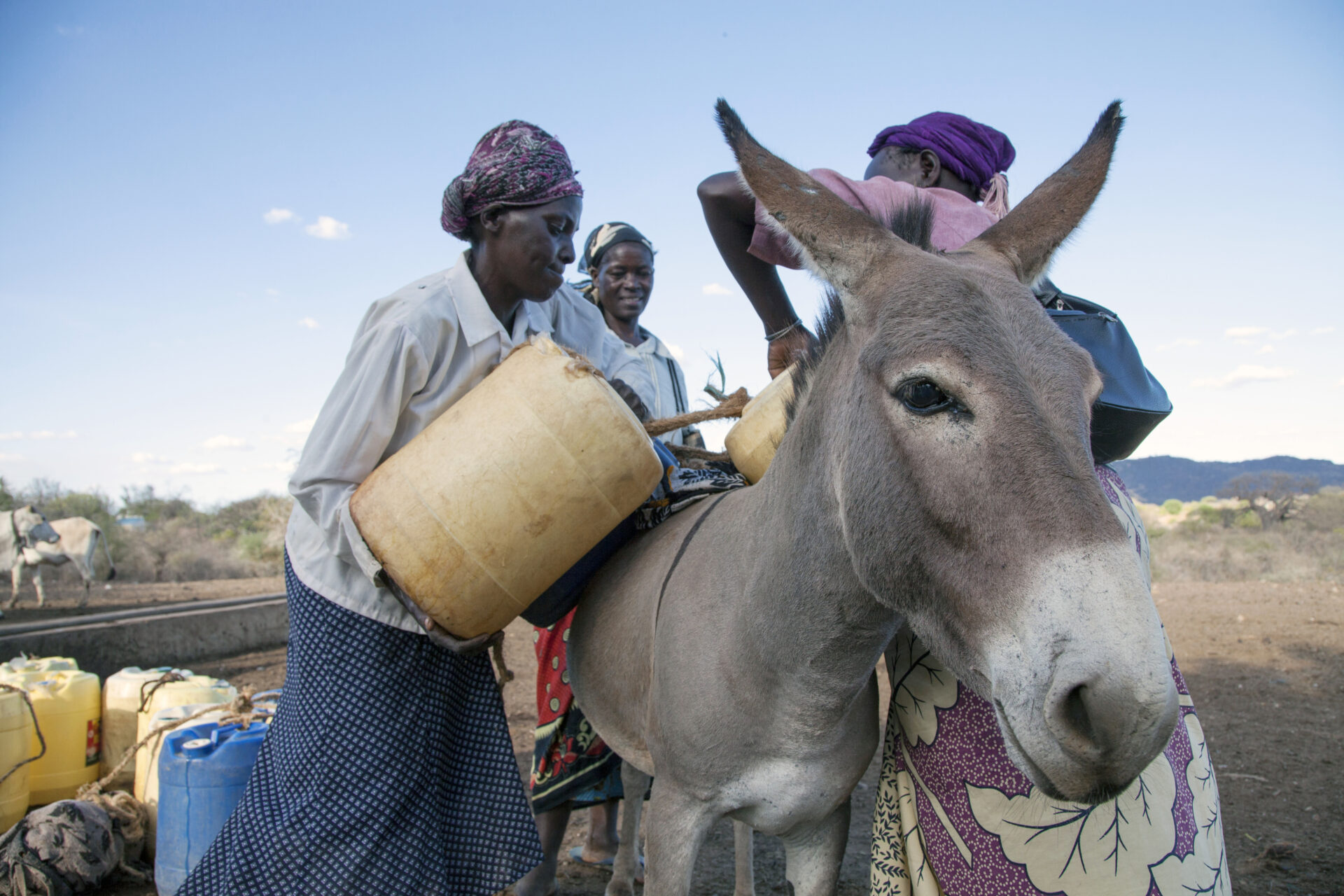 The Donkey Skin Scandal: Why Are Millions Being Killed?