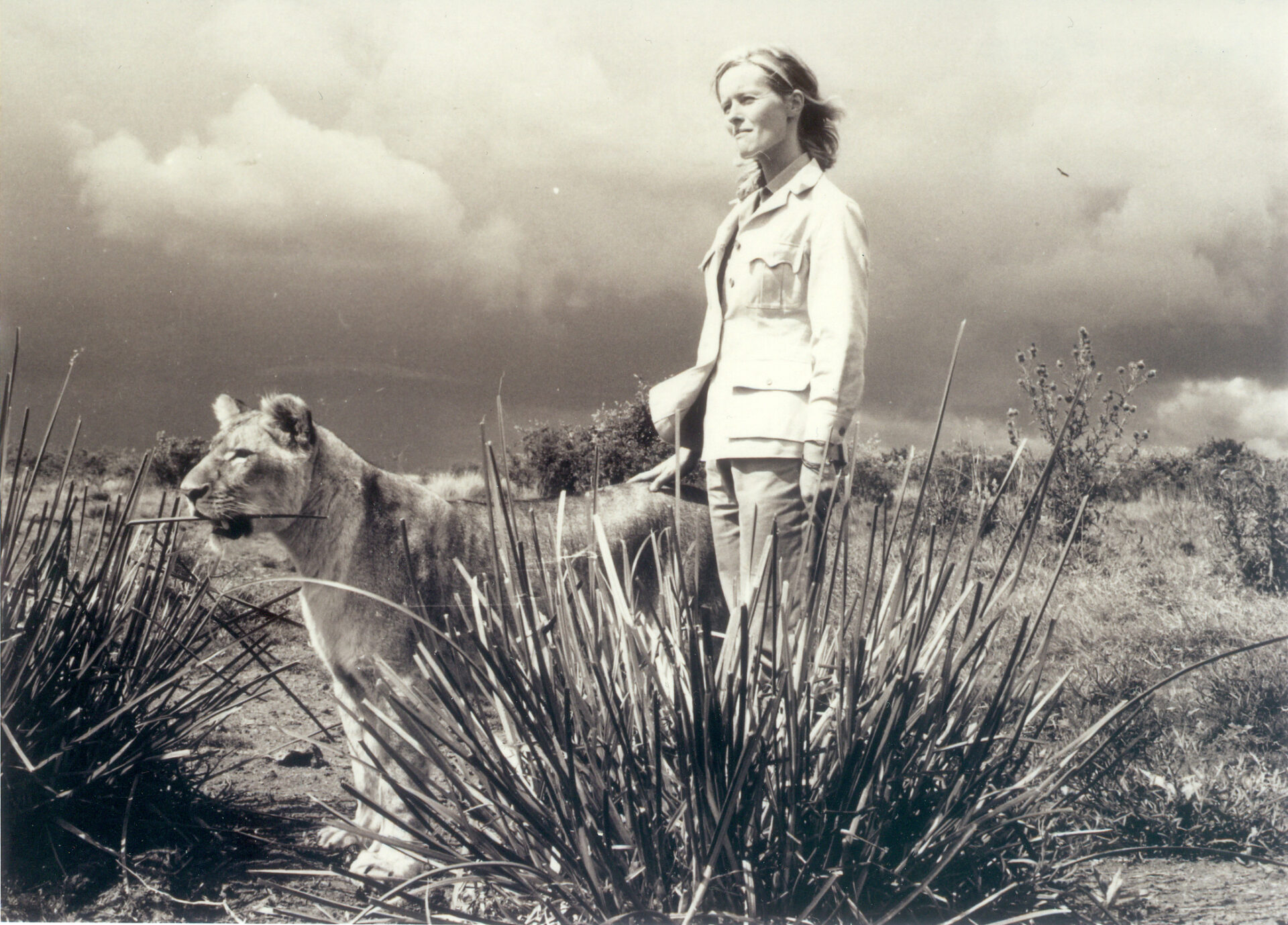 How Born Free Legacy Made Roaring Success Of Saving Lions