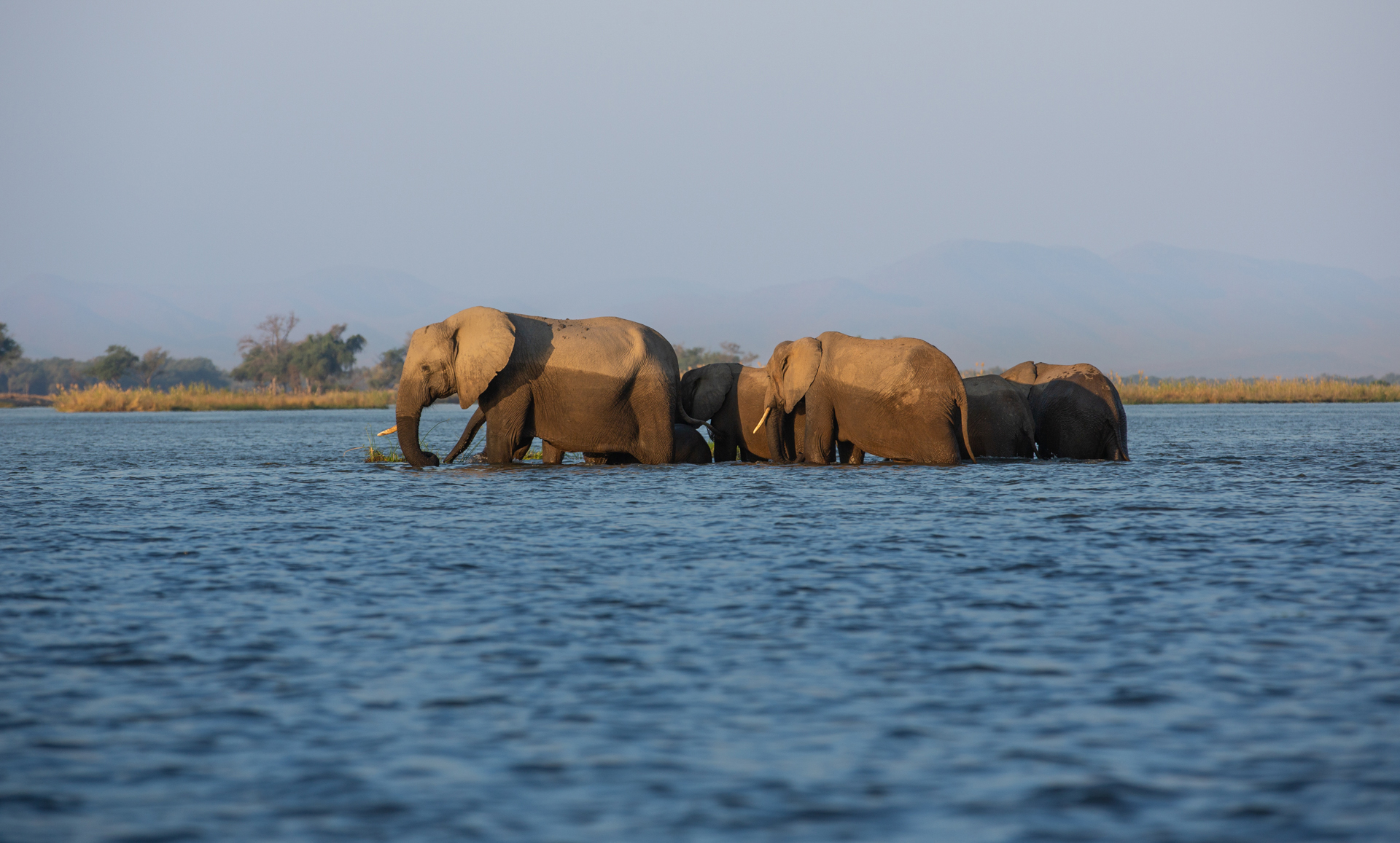 Project Zambezi - 2,500 Animals Relocated From Parched Zimbabwe Reserve ...