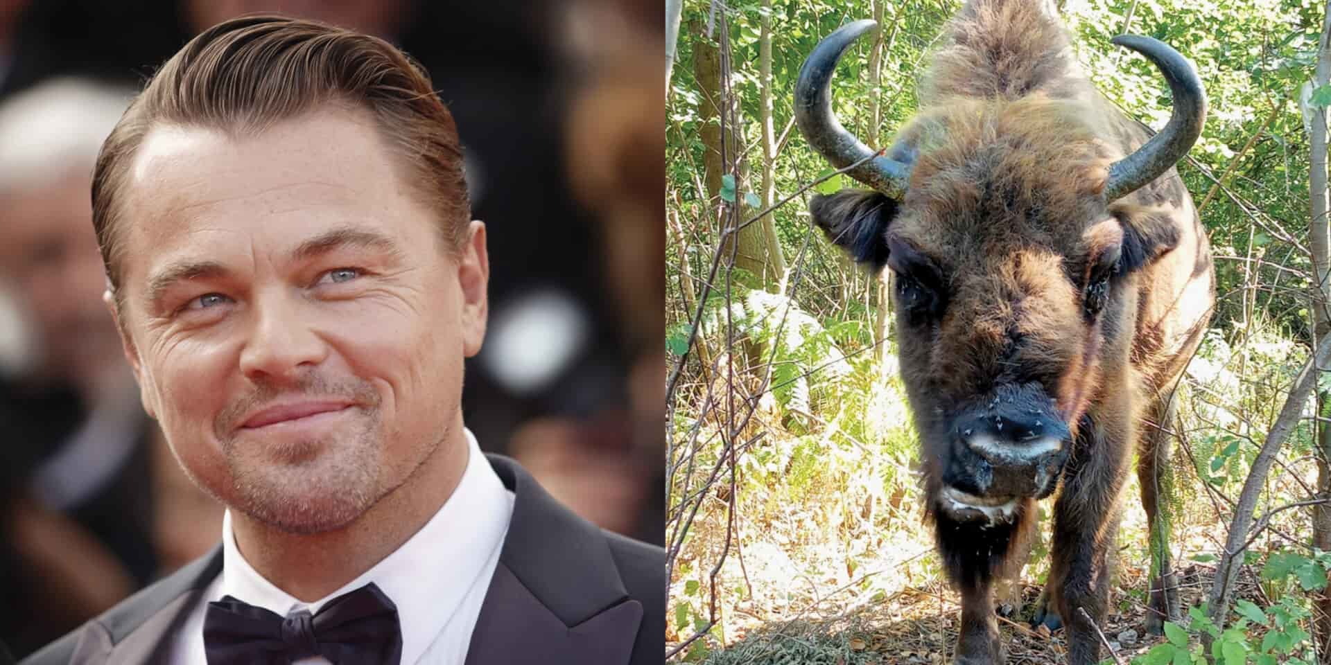 Hollywood Hero Leonardo DiCaprio Praises Return Of 4 Bison To UK ...