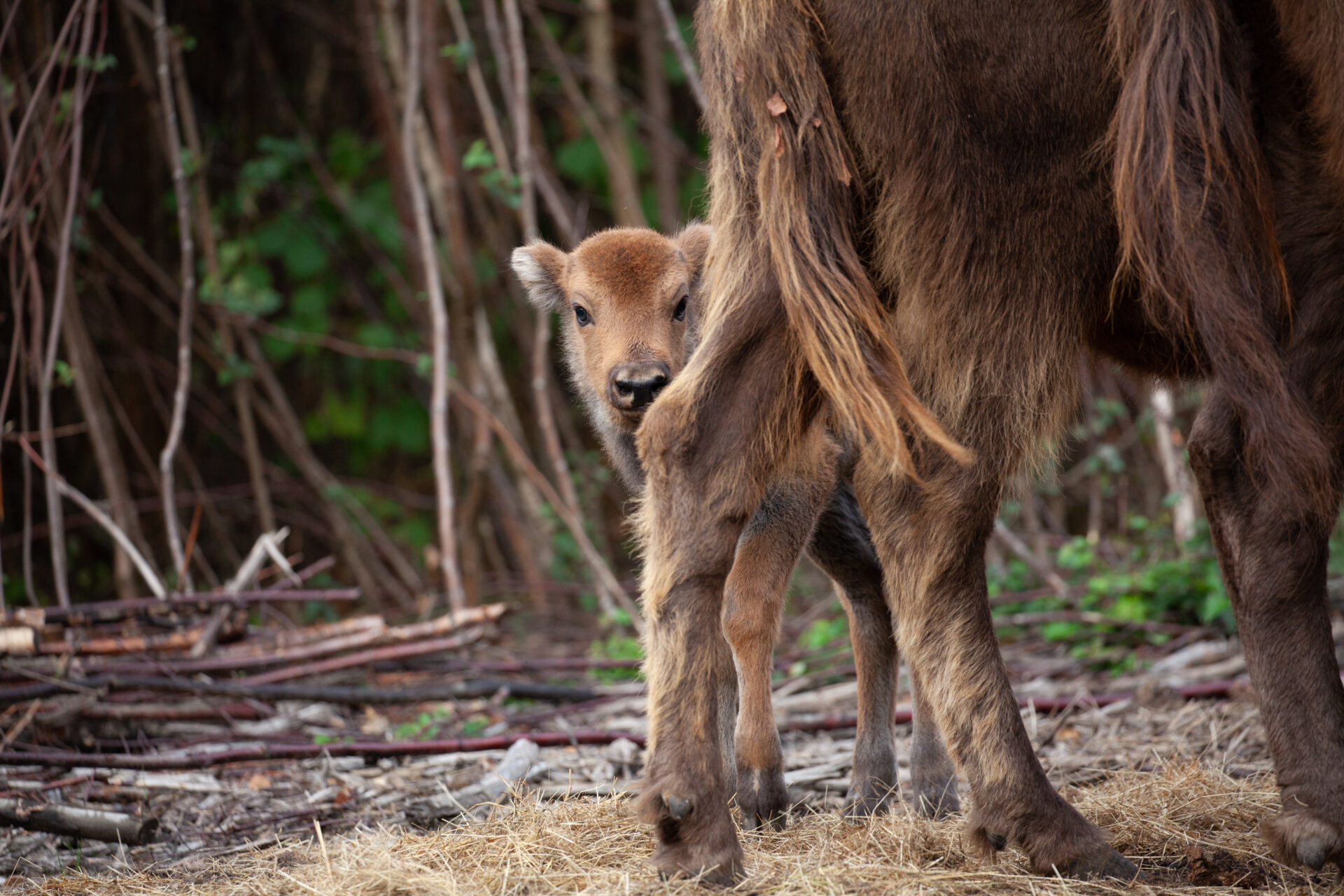 Patter Of Tiny Bison Hooves Heard In UK For First Time In Millennia ...