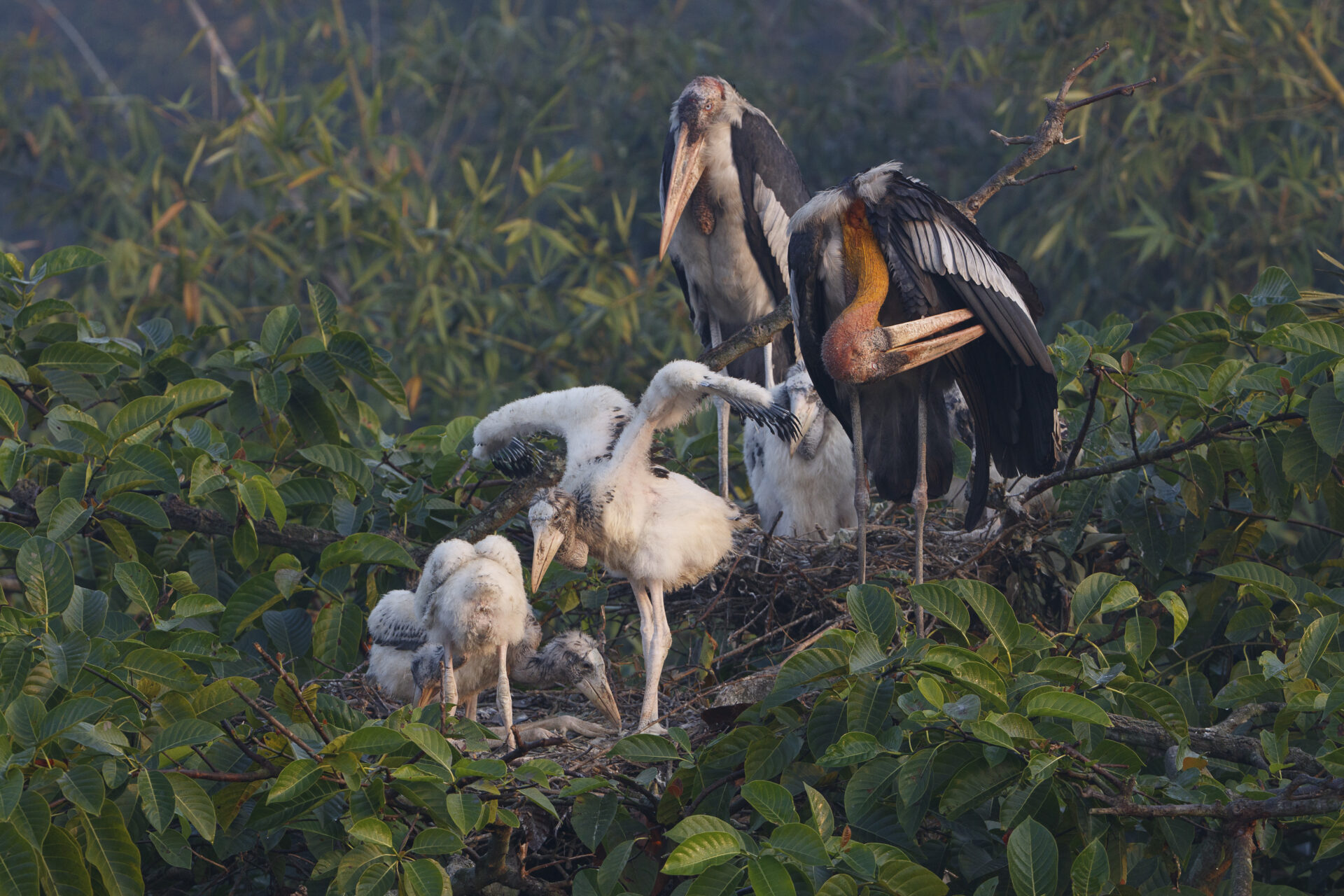 A Student Who Created An Army Of 10,000 Women To Save Rare Storks Is ...
