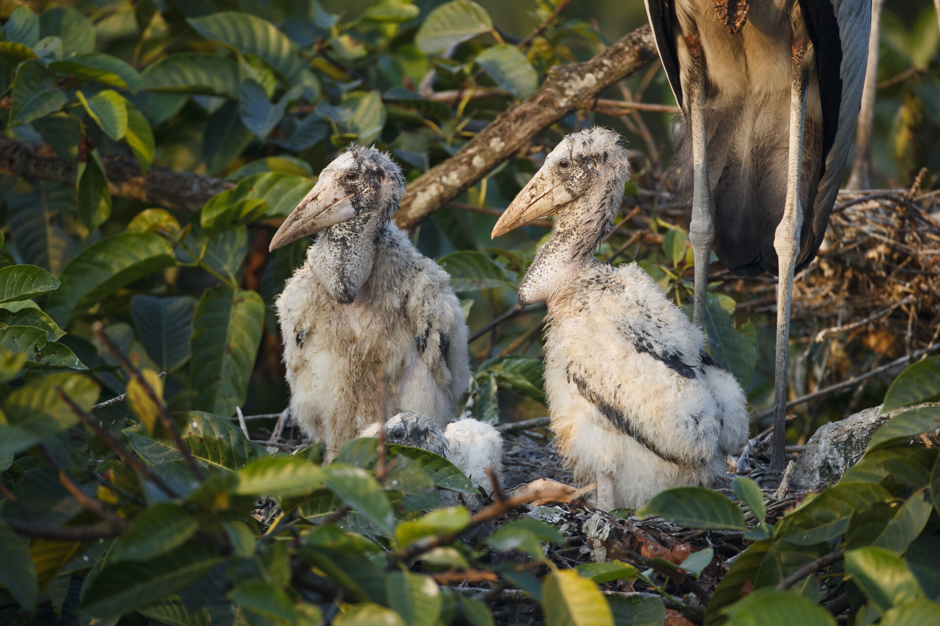 A Student Who Created An Army Of 10,000 Women To Save Rare Storks Is ...