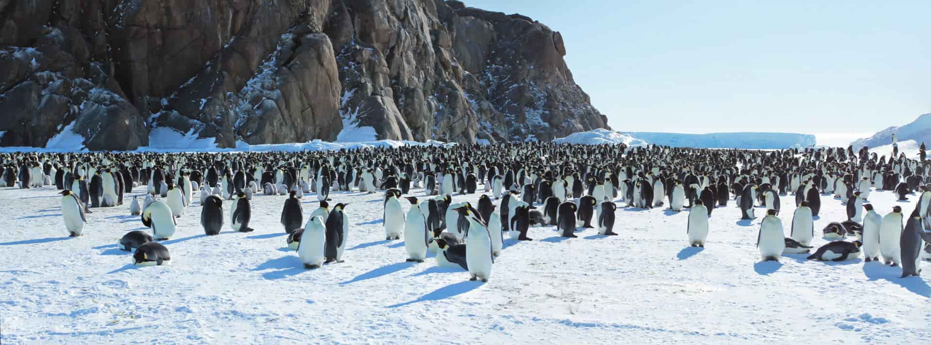 Iconic Emperor Penguin To Be Officially Protected As Experts Warn Of ...