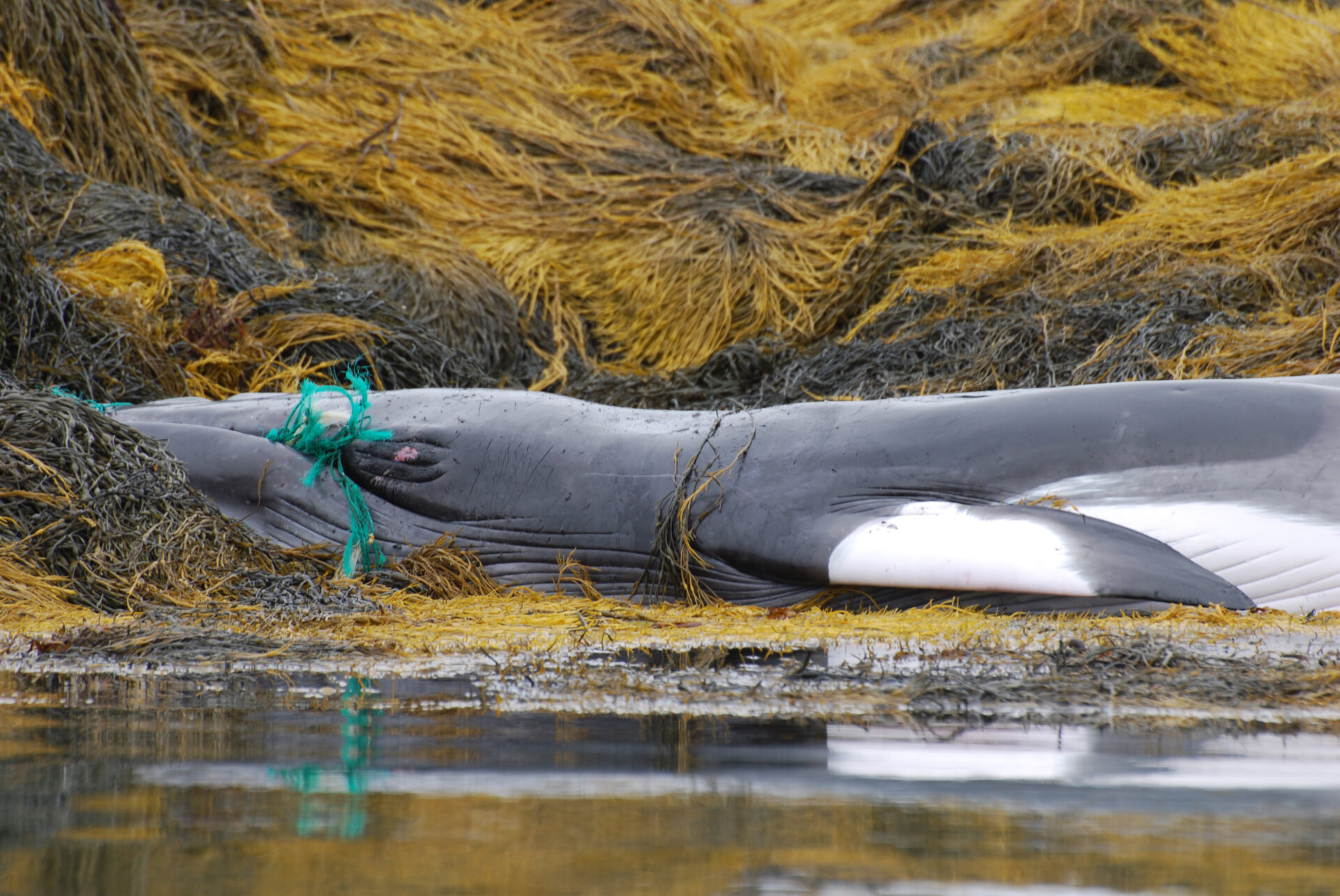Is Fake Whale Poop The Answer To Restoring Marine Diversity?