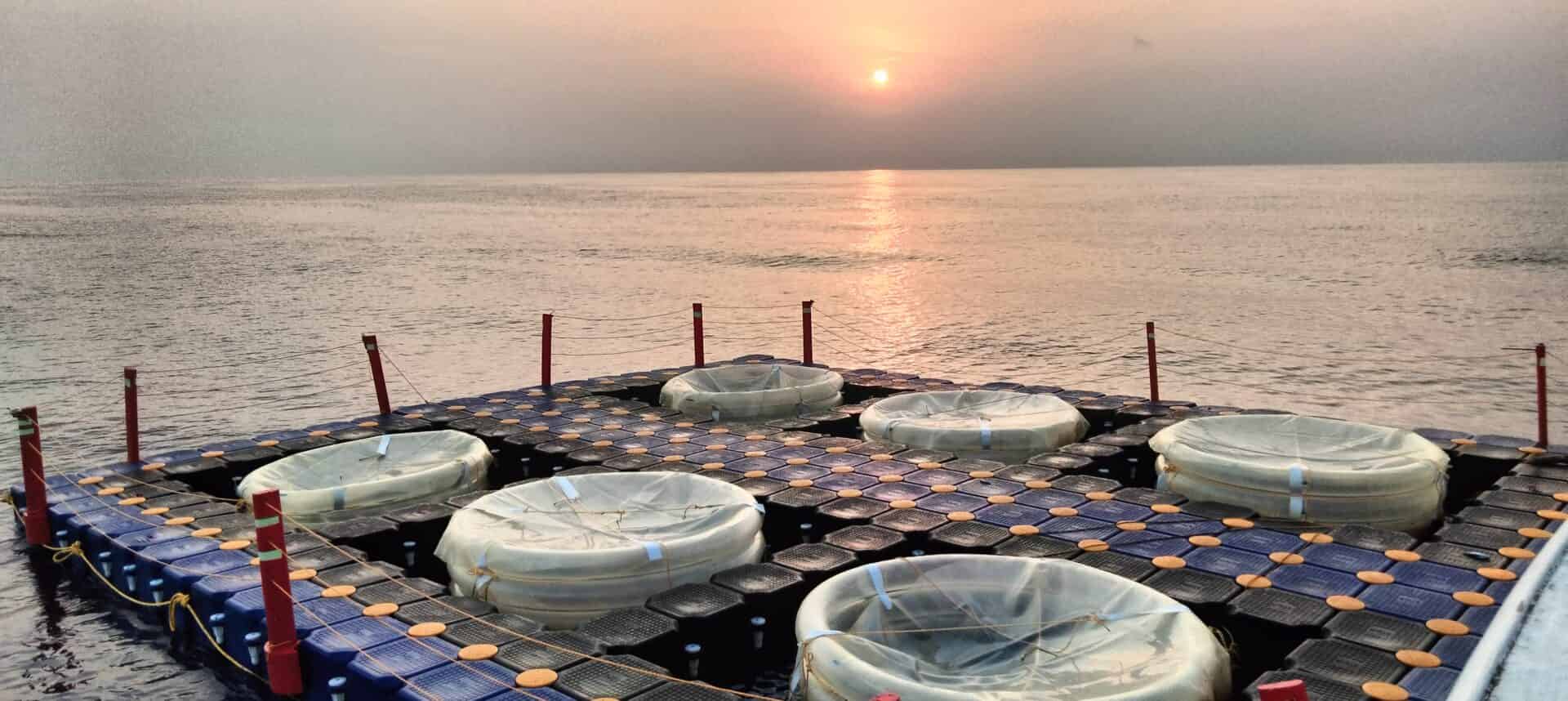 Is Fake Whale Poop The Answer To Restoring Marine Diversity?