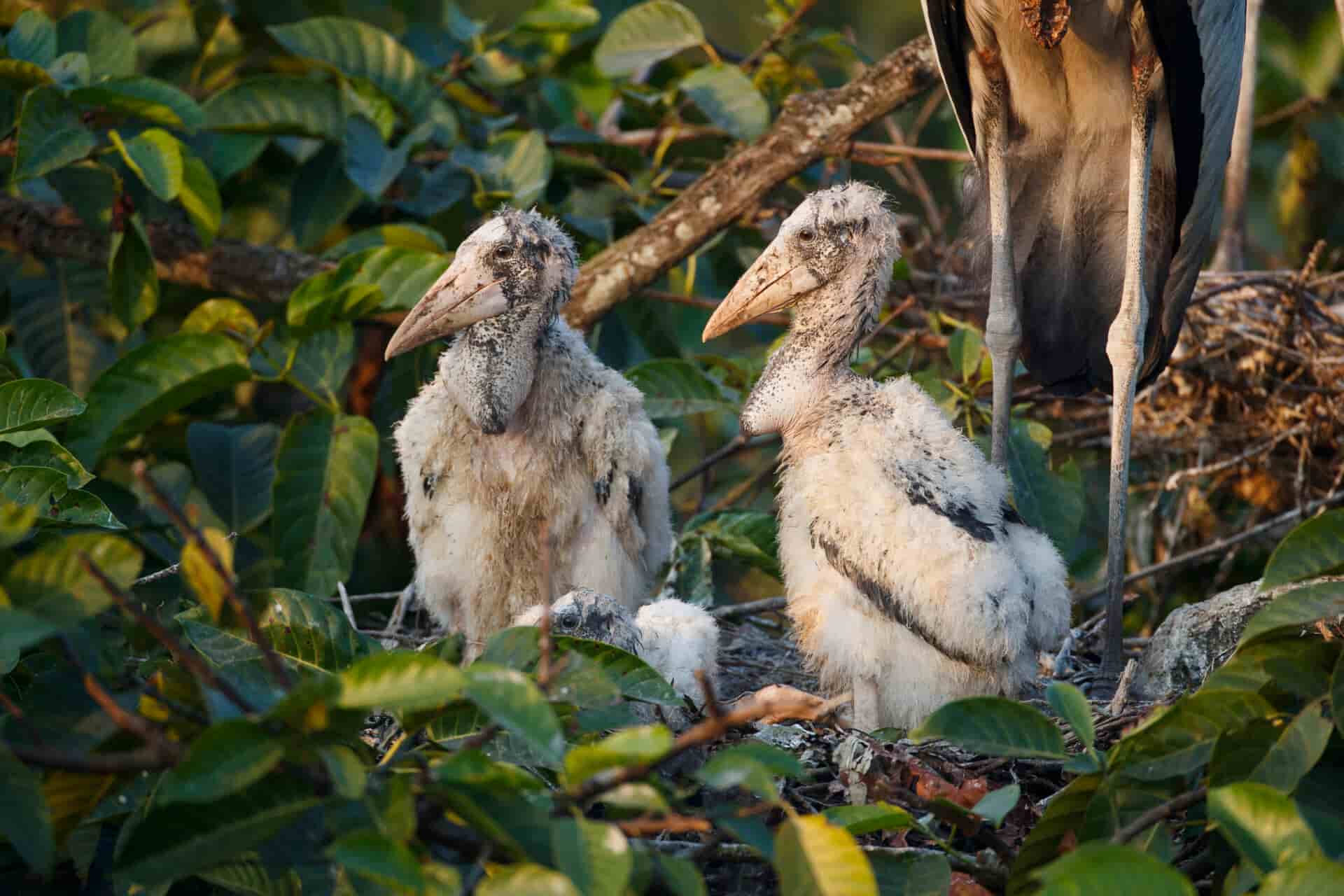 A Student Who Created An Army Of 10,000 Women To Save Rare Storks Is ...