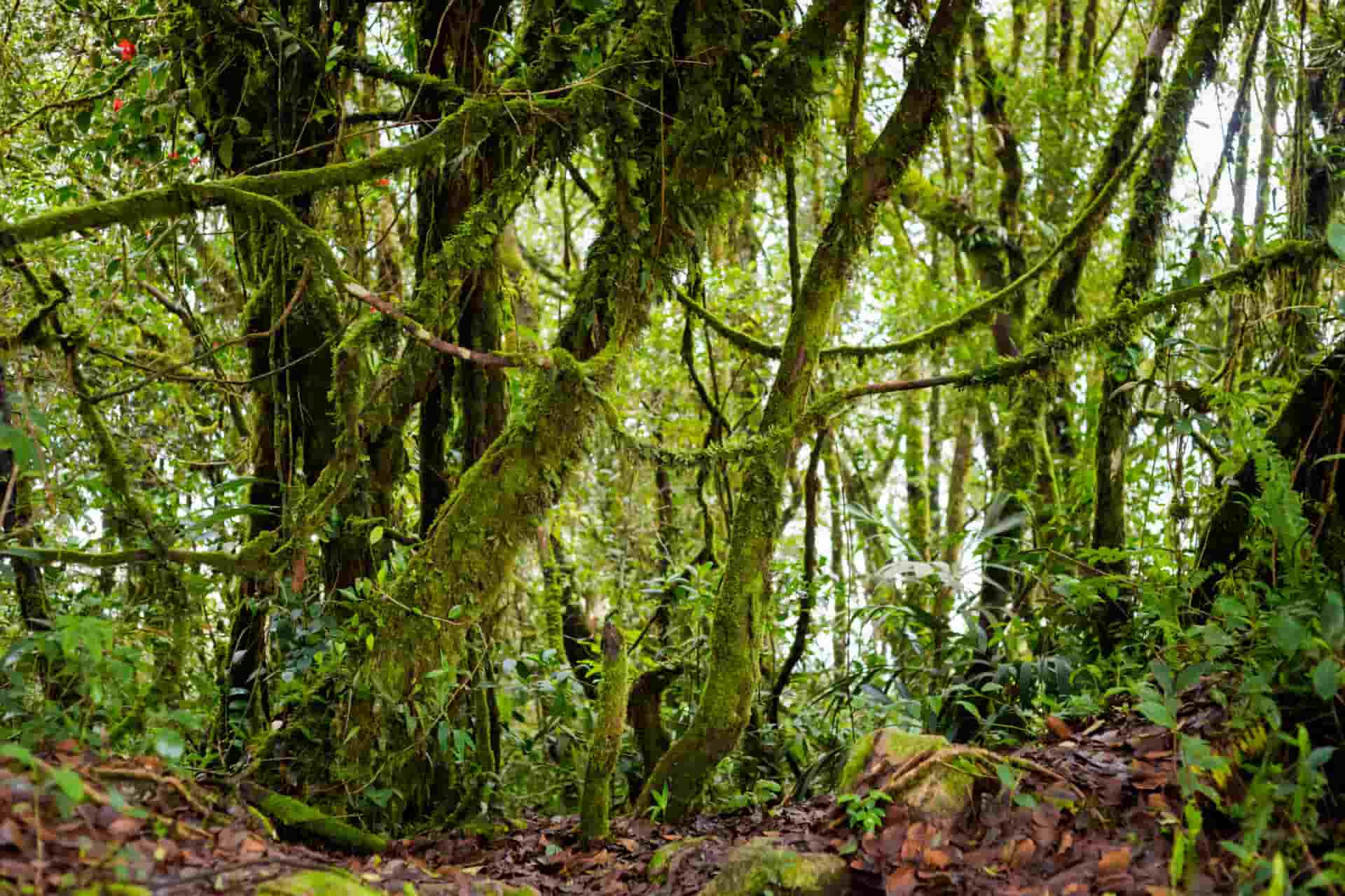 Head In The Clouds...The Beautiful Biodiverse Cloud Forests Conscious ...