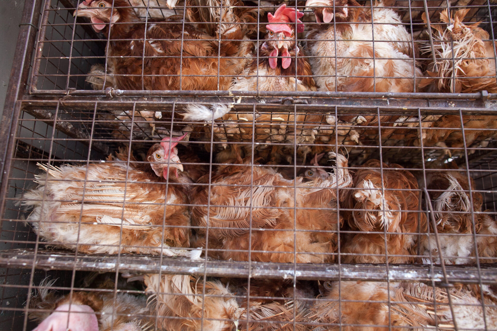 Why We Need To Stop Eating Farmed Animals - For Them, For Us And For ...