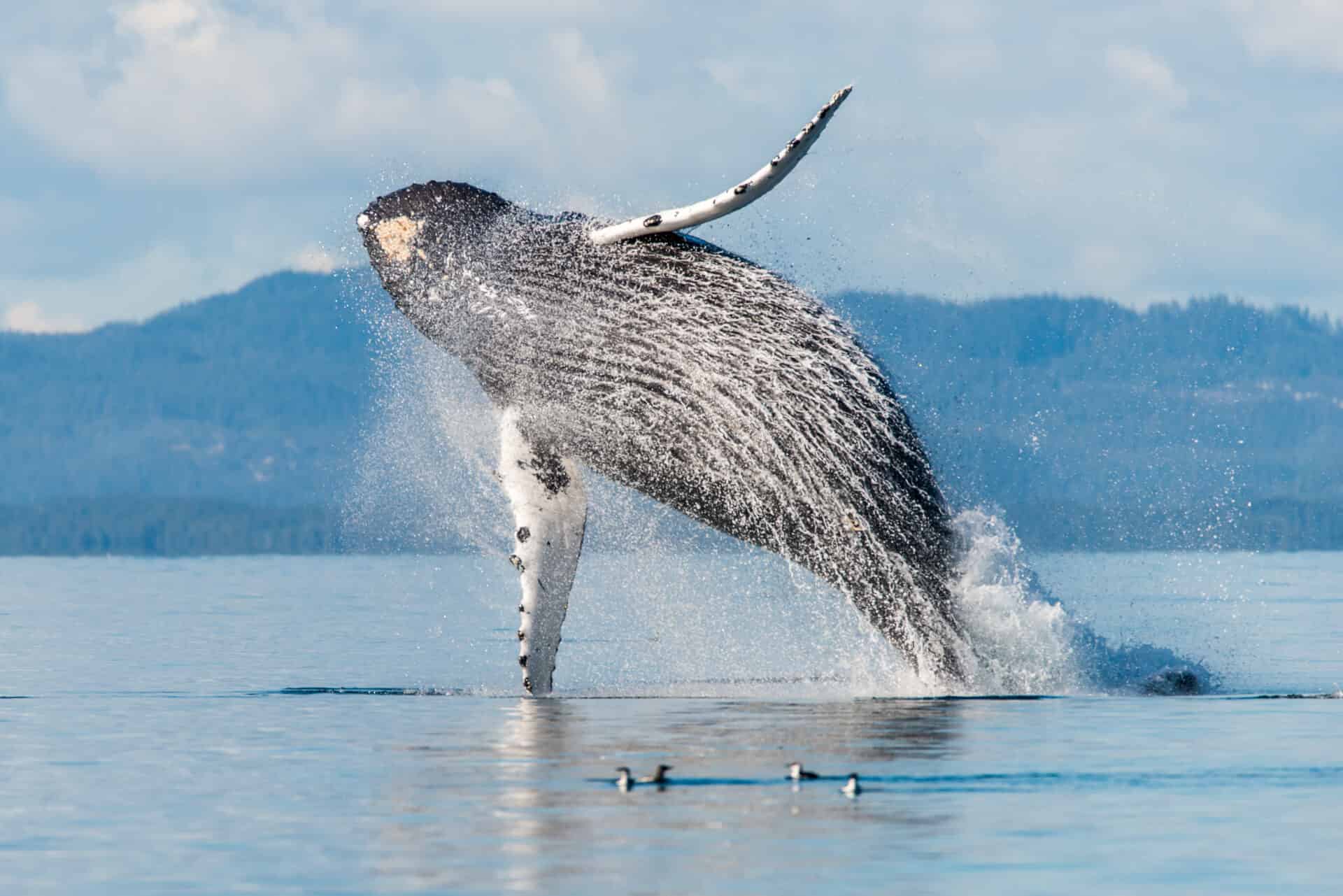 Is Fake Whale Poop The Answer To Restoring Marine Diversity?