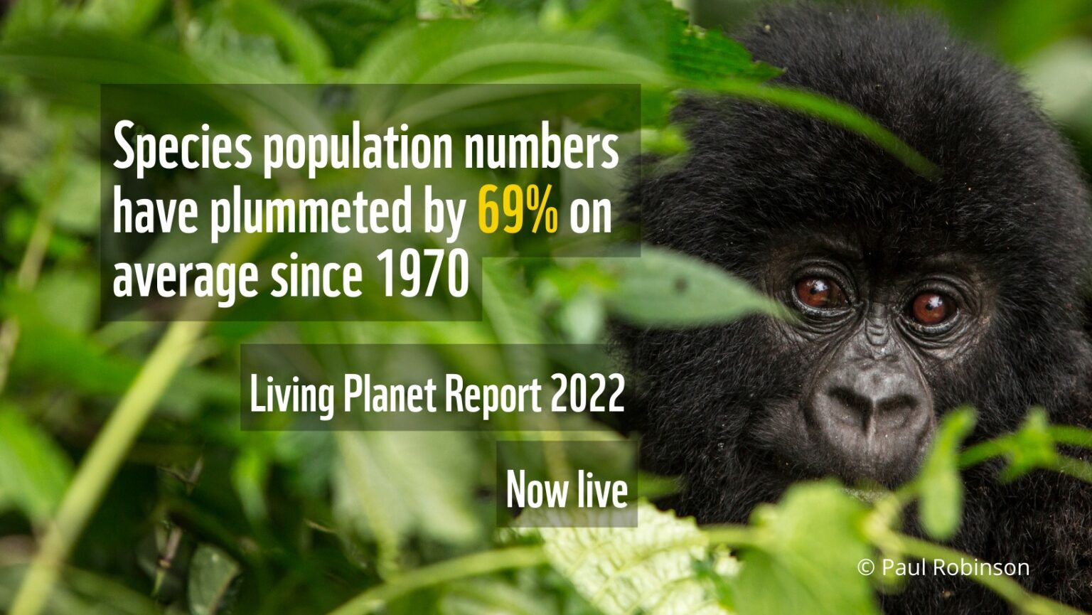 WWF Report Highlights Devastating 69% Global Species Decline - The ...