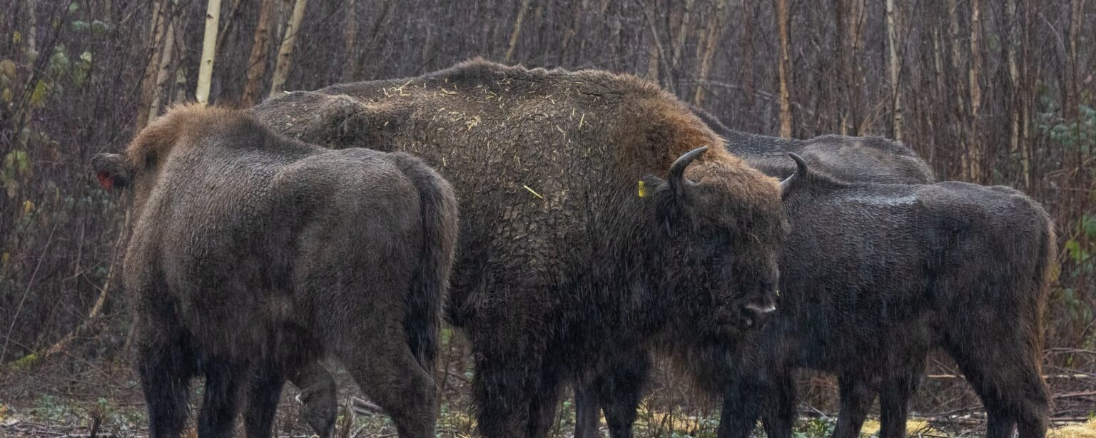 Bull Completes UK’s Wild Bison Herd In Time For New Year - The Ethicalist