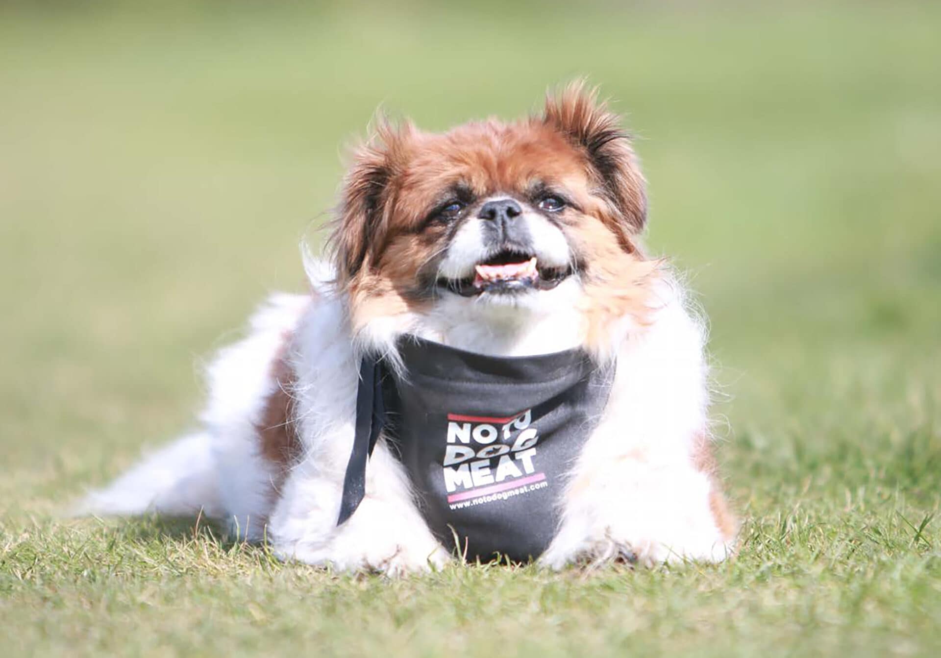 Dog Meat Trade Survivors Are Faces Of 2023 Charity Calendar