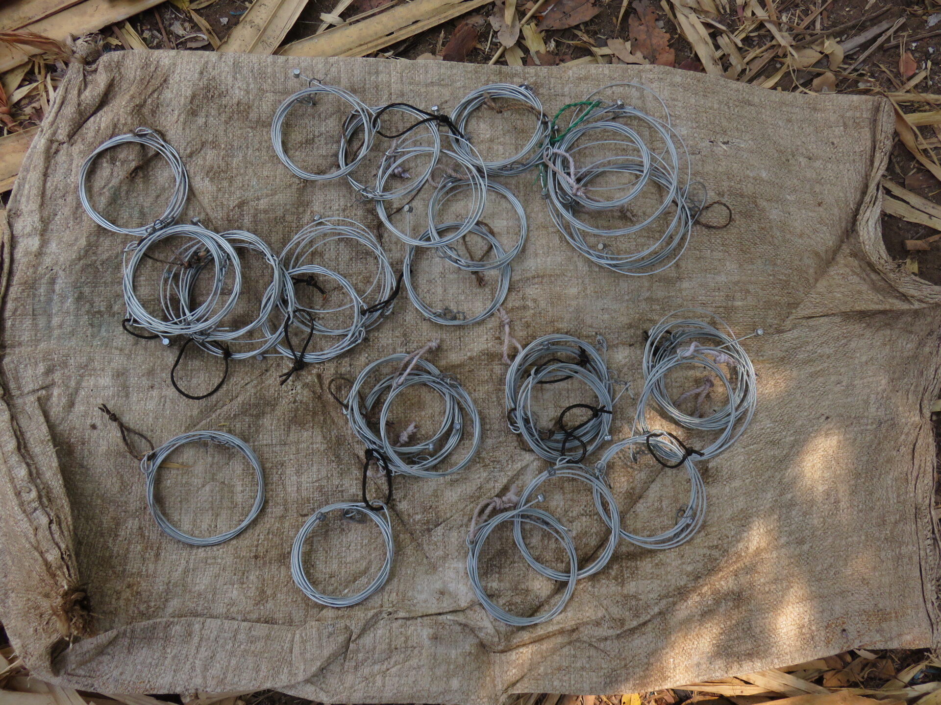 Deadly Hidden Snares: Asia's Silent Big Cat Killer - The Ethicalist