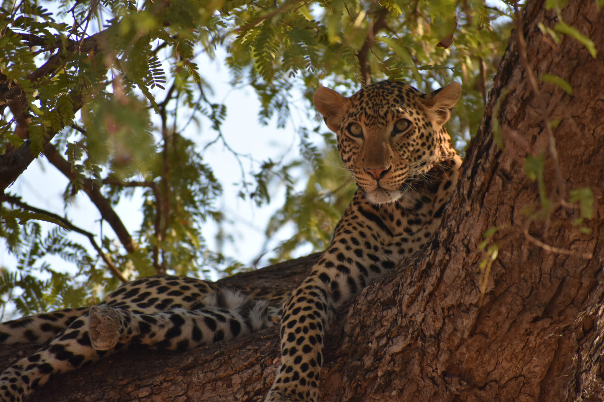 Conservation Vacations: These Unique Holidays Can Heal You And The ...
