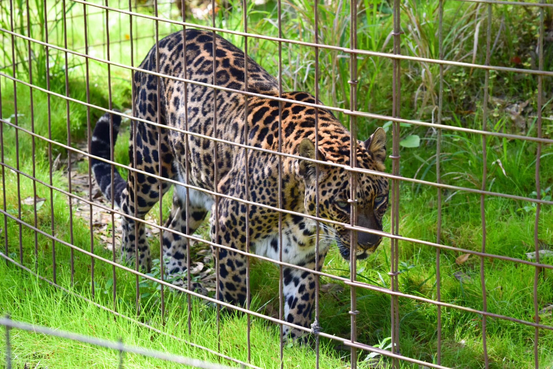 US Law To Protect Big Cats From Roadside Zoos And ‘Tiger King’ Style Ownership - The Ethicalist