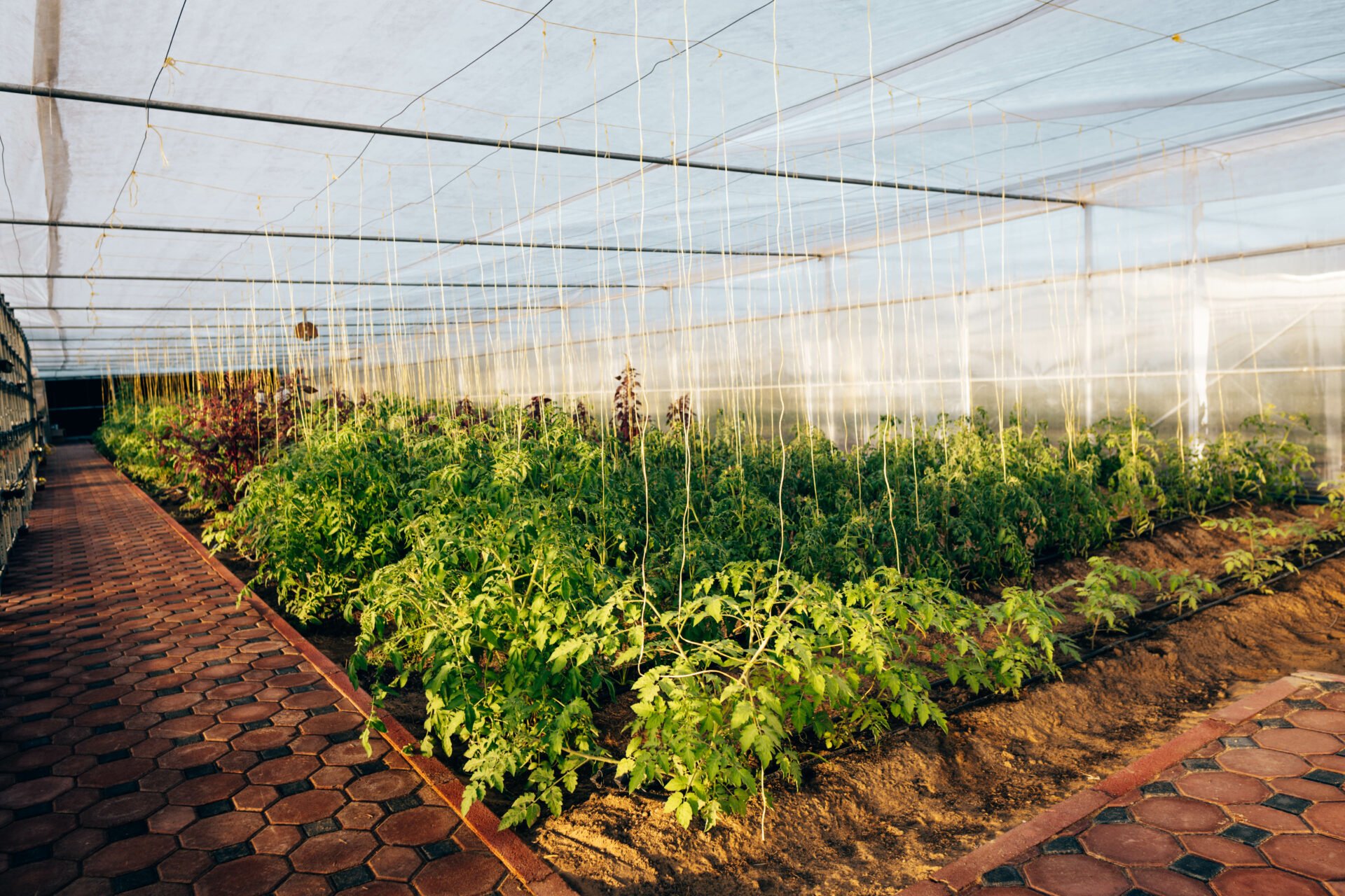 7 Fun And Fascinating UAE Farm-To-Fork Tours - The Ethicalist