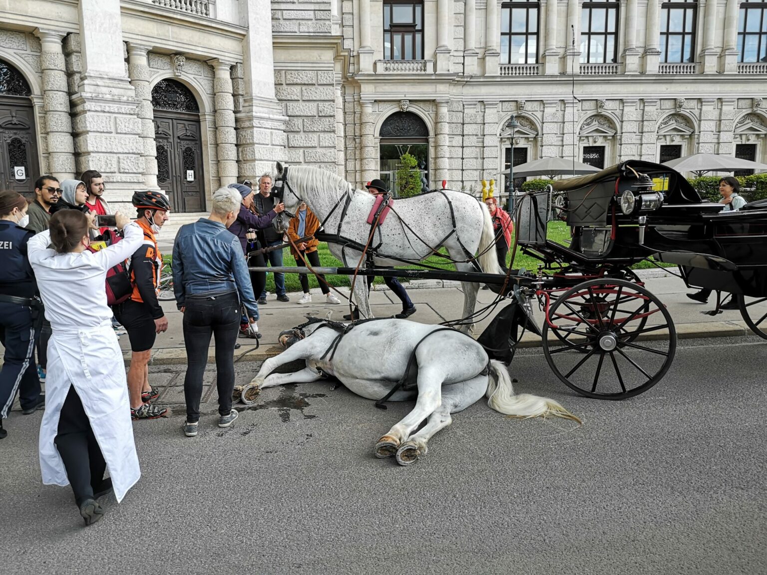 Why We Should Be Galloping To Ban Horse And Carriage Rides