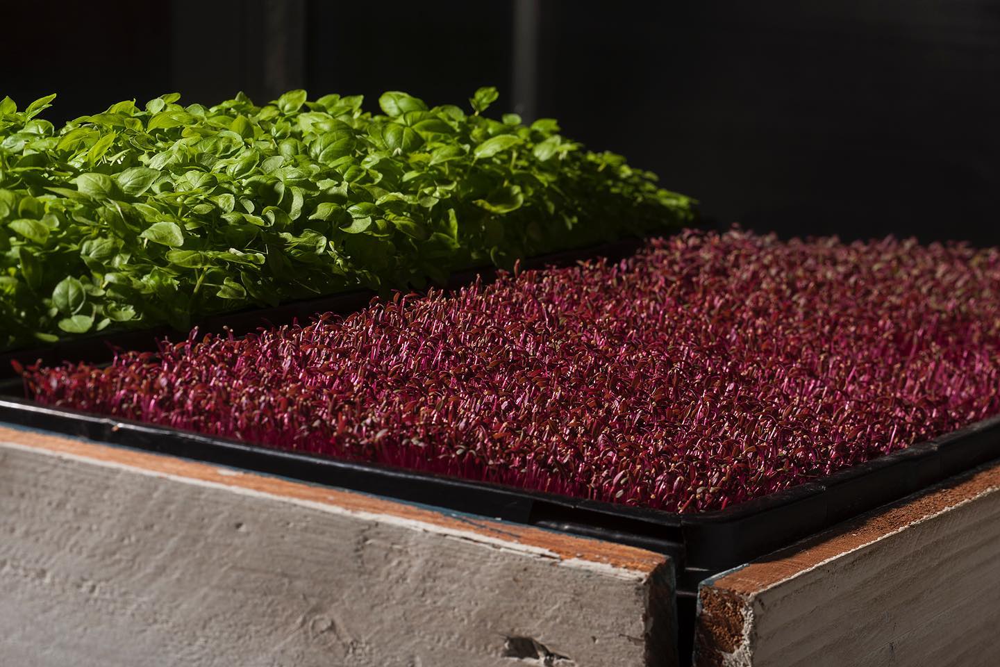 7 Fun And Fascinating UAE Farm-To-Fork Tours - The Ethicalist