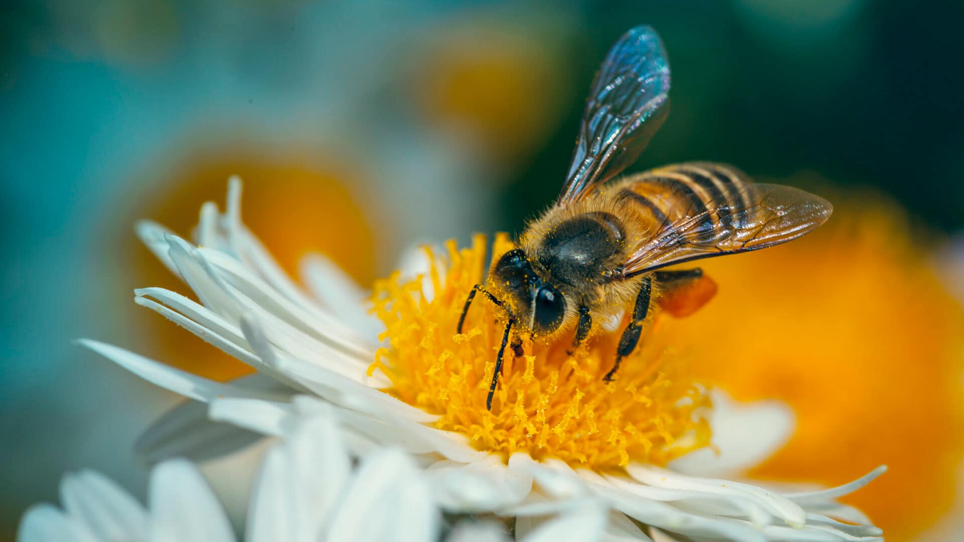 World First Bee Vaccine Developed To Help Reverse Declining Populations ...
