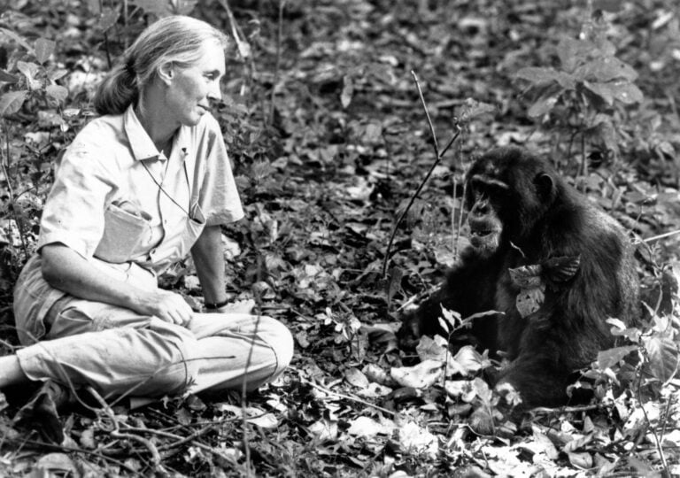 Jane Goodall: 12 Top Quotes On Chimpanzees And Conservation