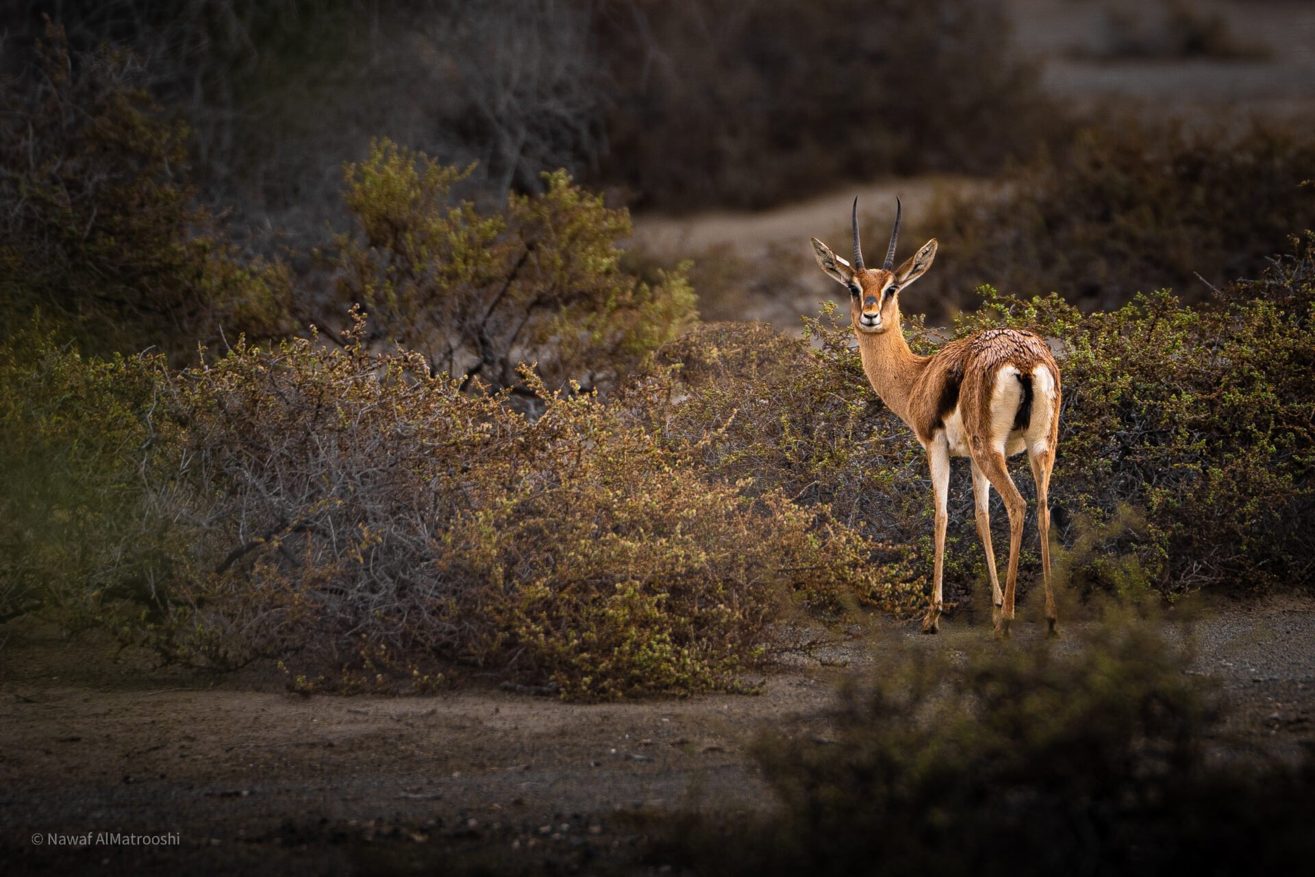 Top-10-photo-competition-UAE-incredible-nature-photographs