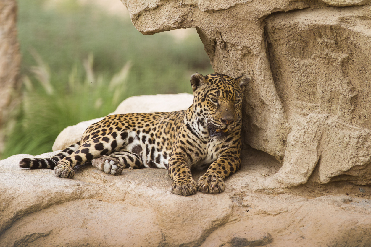 Arabian Leopard Rewilding To Cost Saudi Arabia A Cool $25m