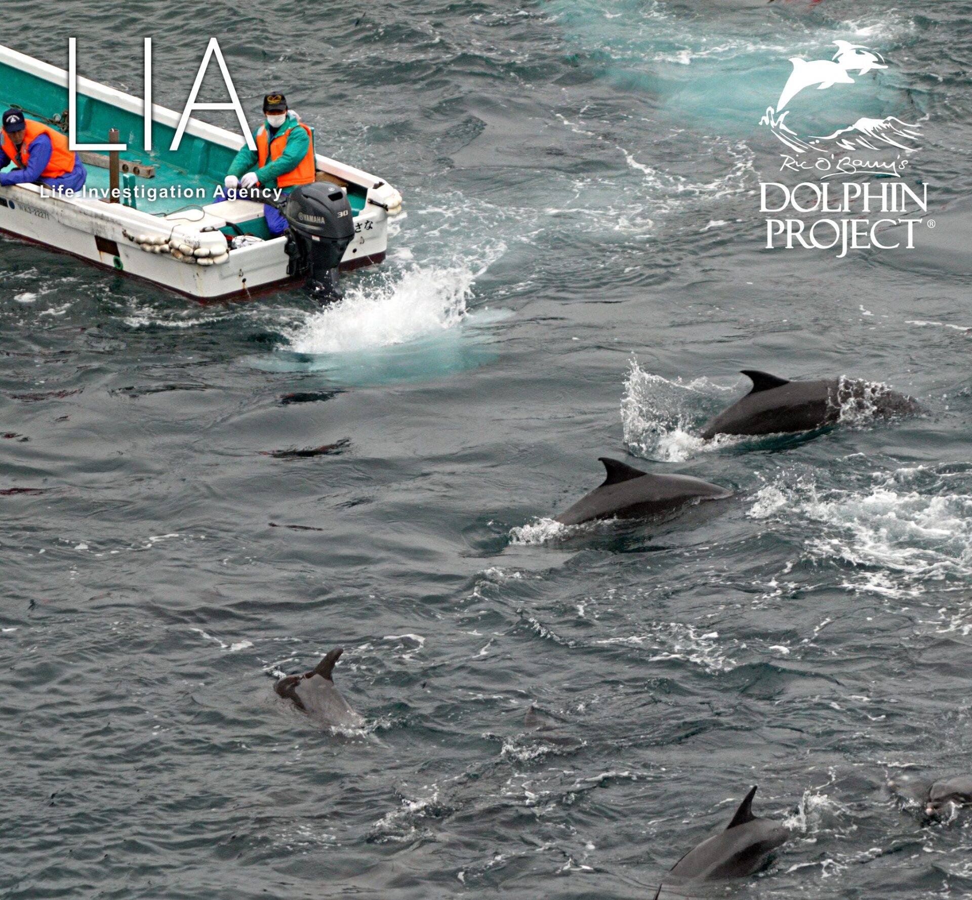 560 Dolphins Killed Or Captured As Annual ‘Barbaric’ Japanese Hunt ...