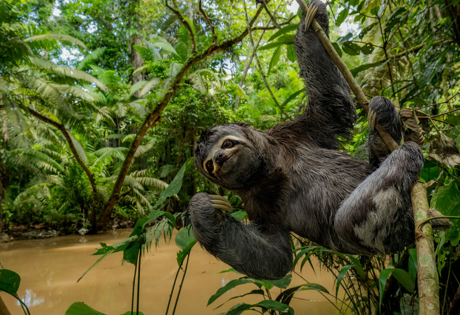 Face To Face With Wildlife In Amazing Ecuadorian Amazon