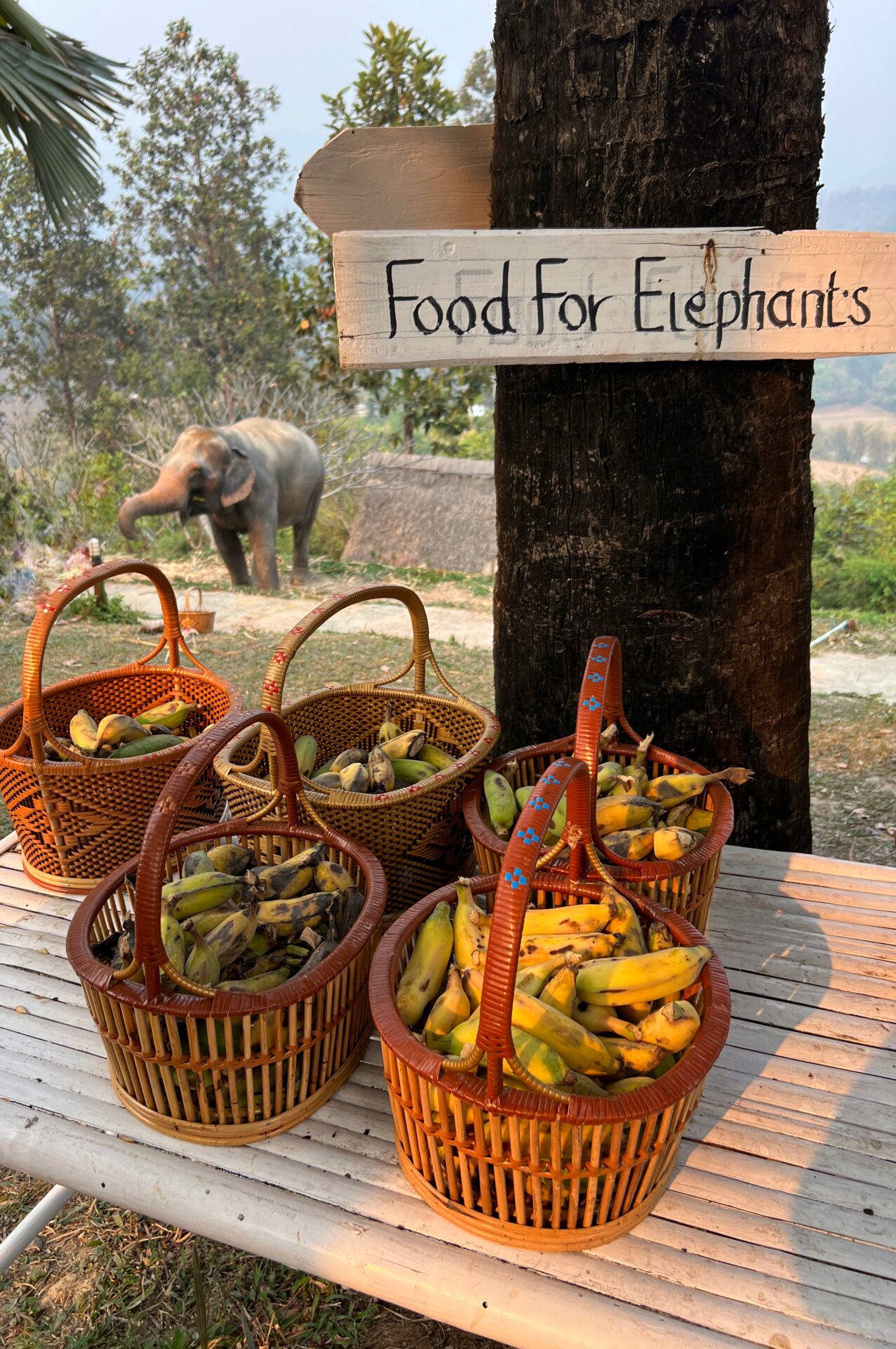 Living With Giants At Chai Lai Orchid Elephant Sanctuary