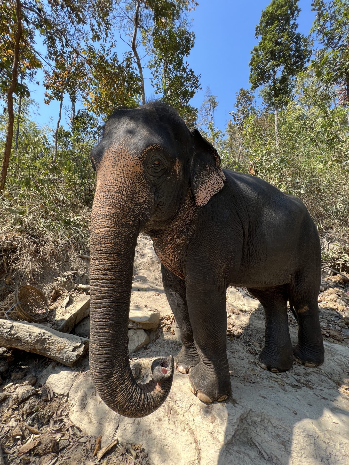 Living With Giants At Chai Lai Orchid Elephant Sanctuary