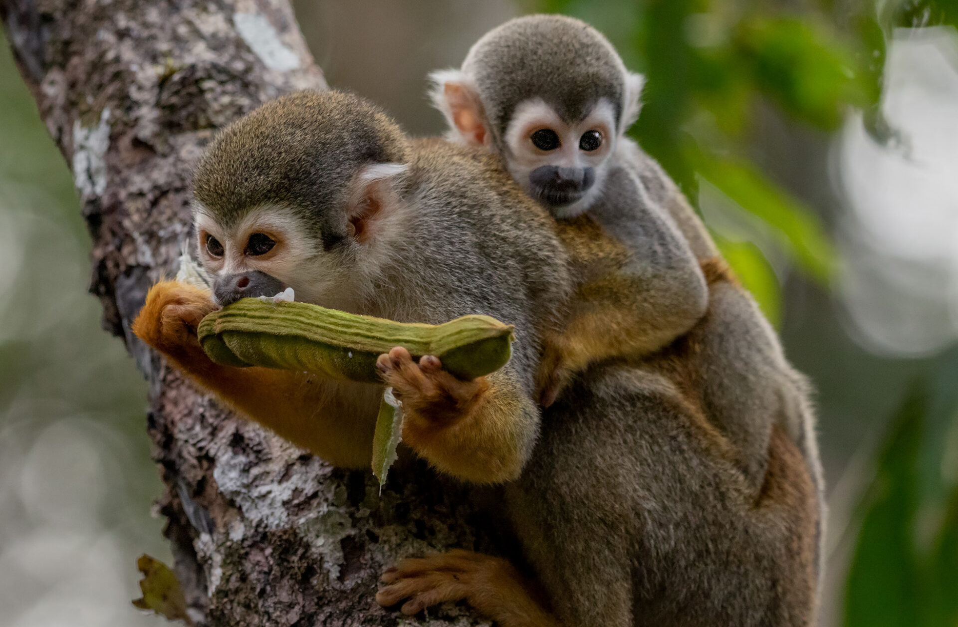 Face To Face With Wildlife In Amazing Ecuadorian Amazon