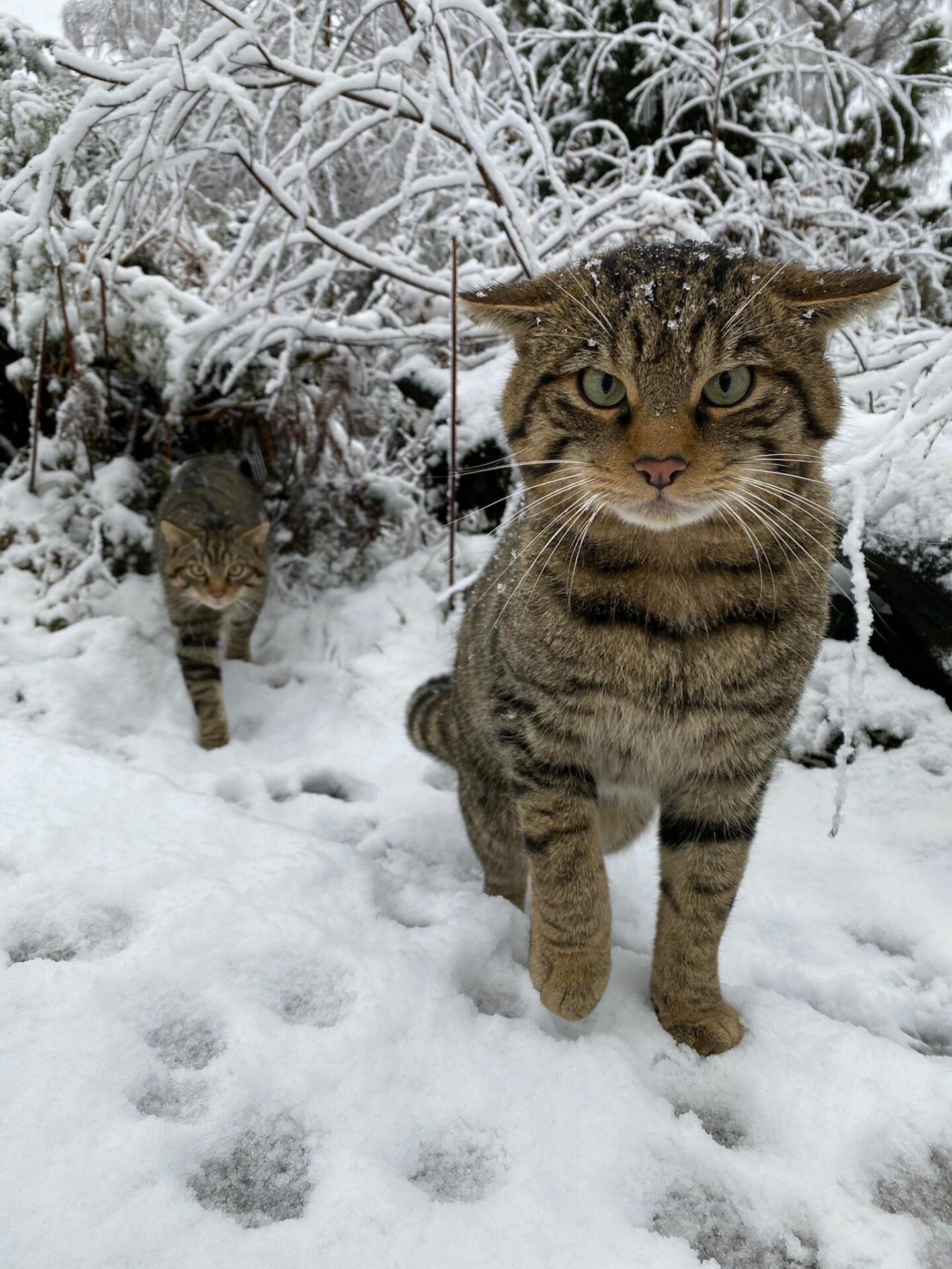 Endangered Scottish Wildcats Set Free To Save Species