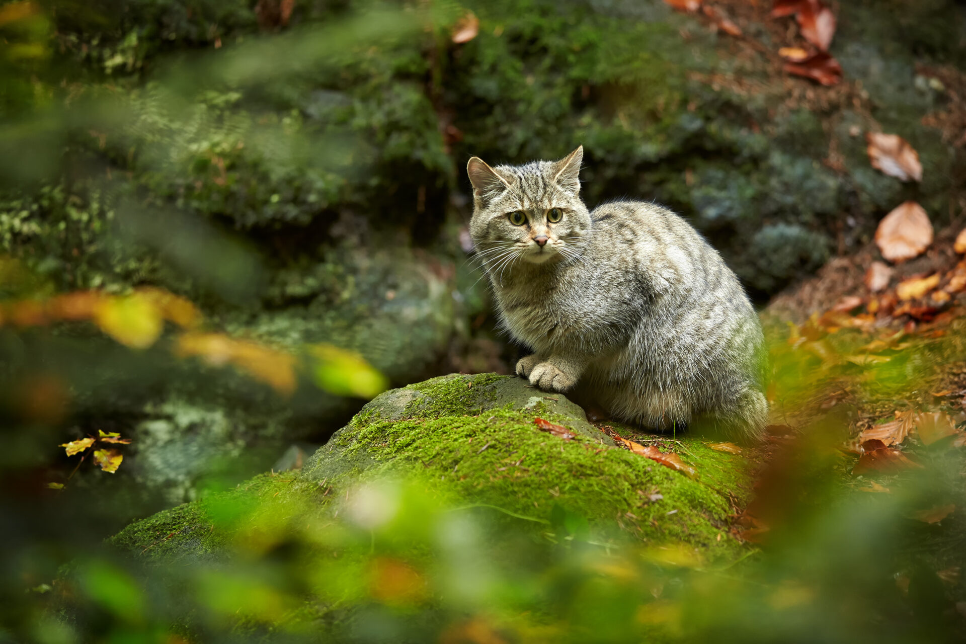 Endangered Scottish Wildcats Set Free To Save Species