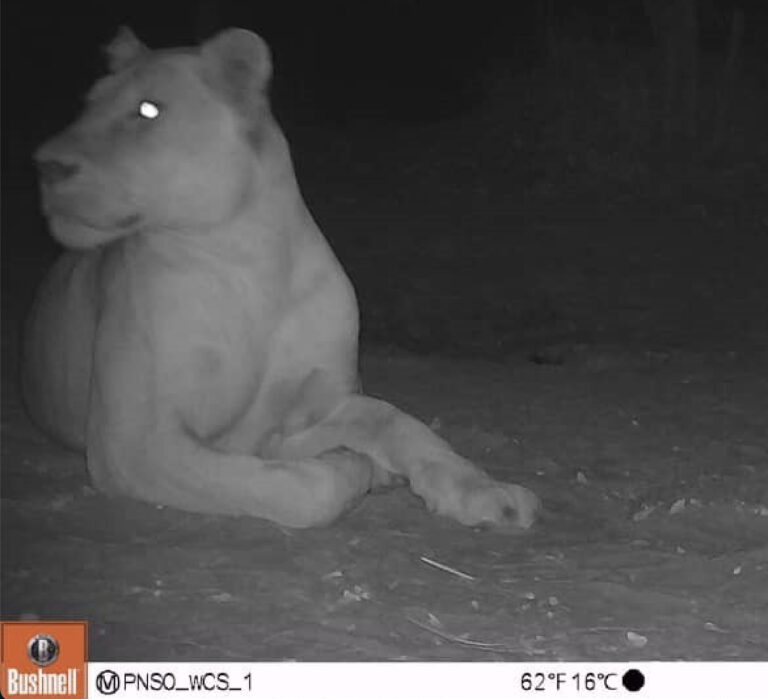 Chad National Park Has First Wild Lion Spotting In 20 Years
