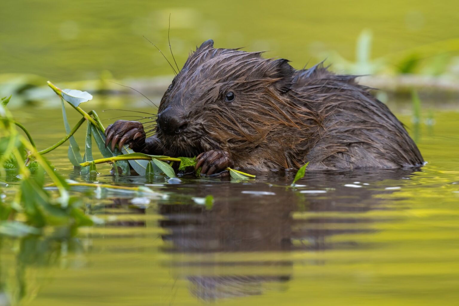 Beavers Being Introduced In London As Part Of New Urban Rewilding Project