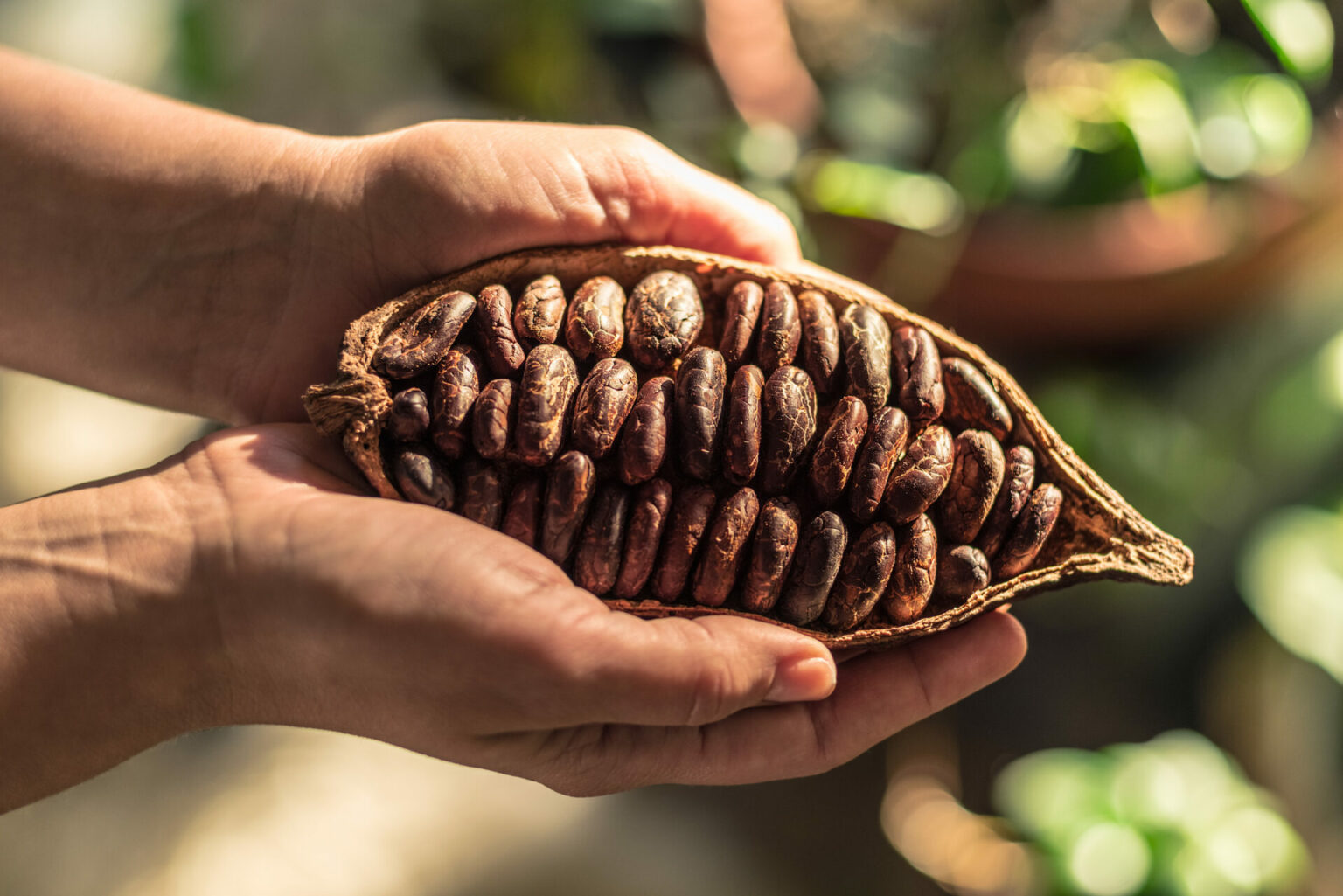 How Climate Change Is Destroying The Chocolate Industry