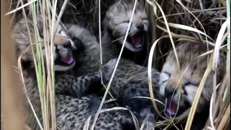 3 Precious Cheetah Cubs Die In Blow To Indian Project