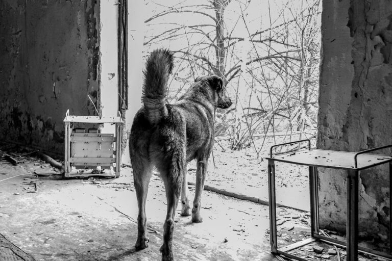The Surviving Dogs Of Chernobyl And What We Can Learn